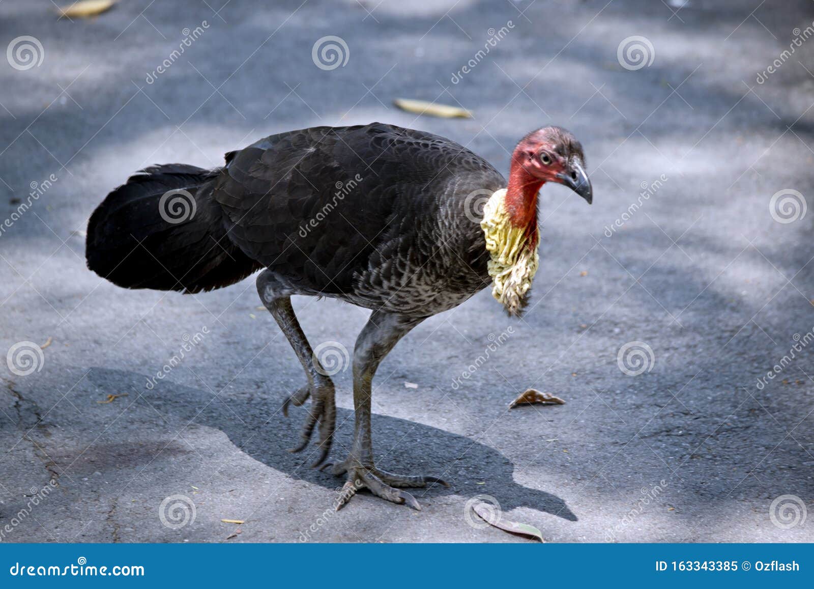 This is a Side View of a Bush Turkey Stock Image - Image of animal ...