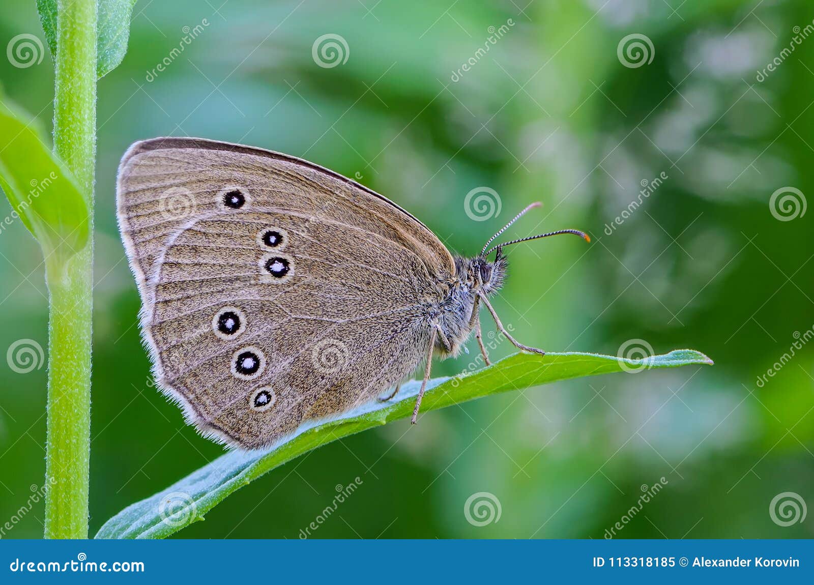 Side View of a Butterfly with Folded Wings Stock Image - Image of ...