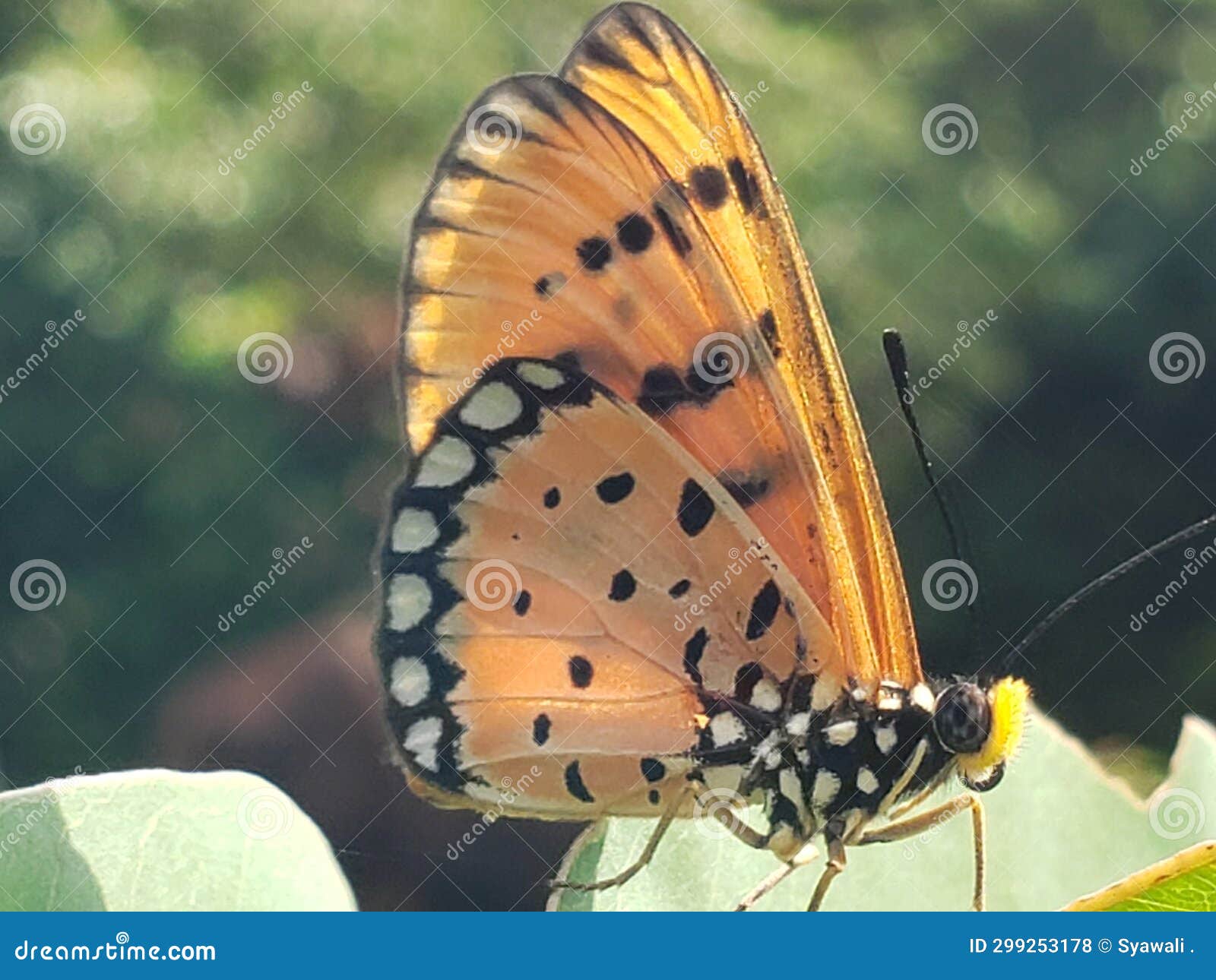 Side View of a Butterfly Standing on a Leaf. Macrophotography Insects ...
