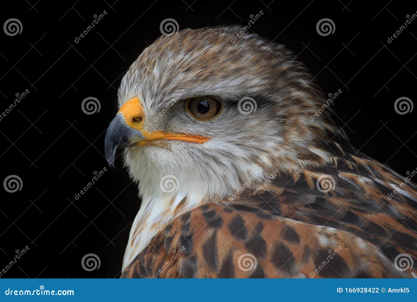 Side View of a Buzzards Head, Beautiful Bird Stock Photo - Image of ...