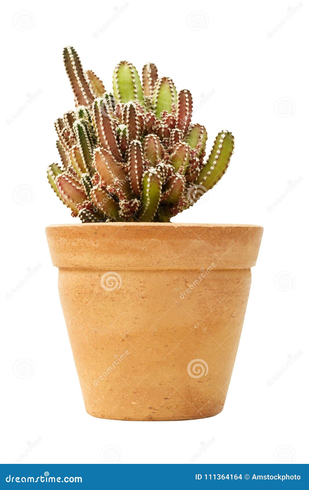 Side View of Cactus Pot Isolated on White Background Stock Photo ...