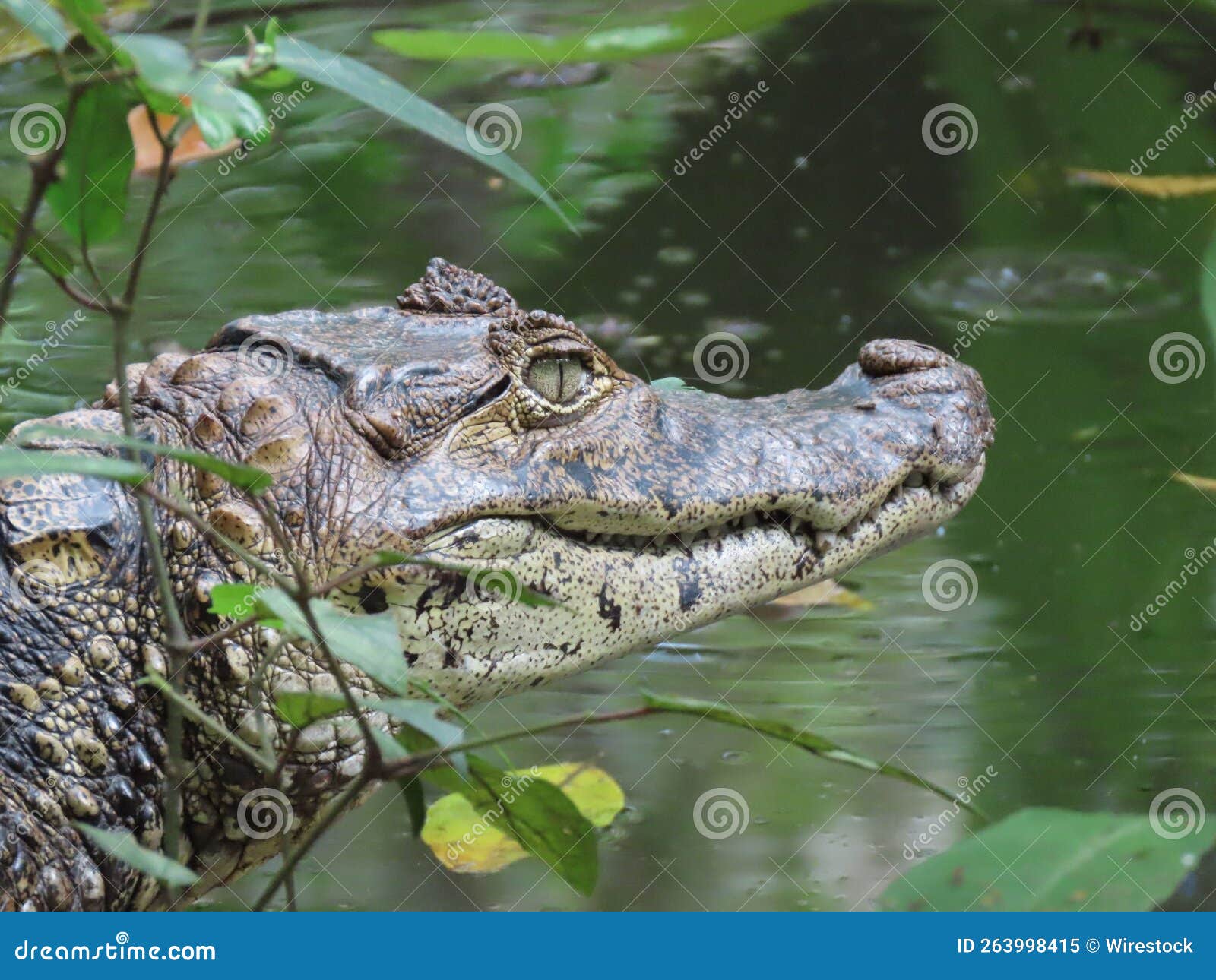 Side View of Caiman by the Pond in the Zoo Stock Image - Image of water ...