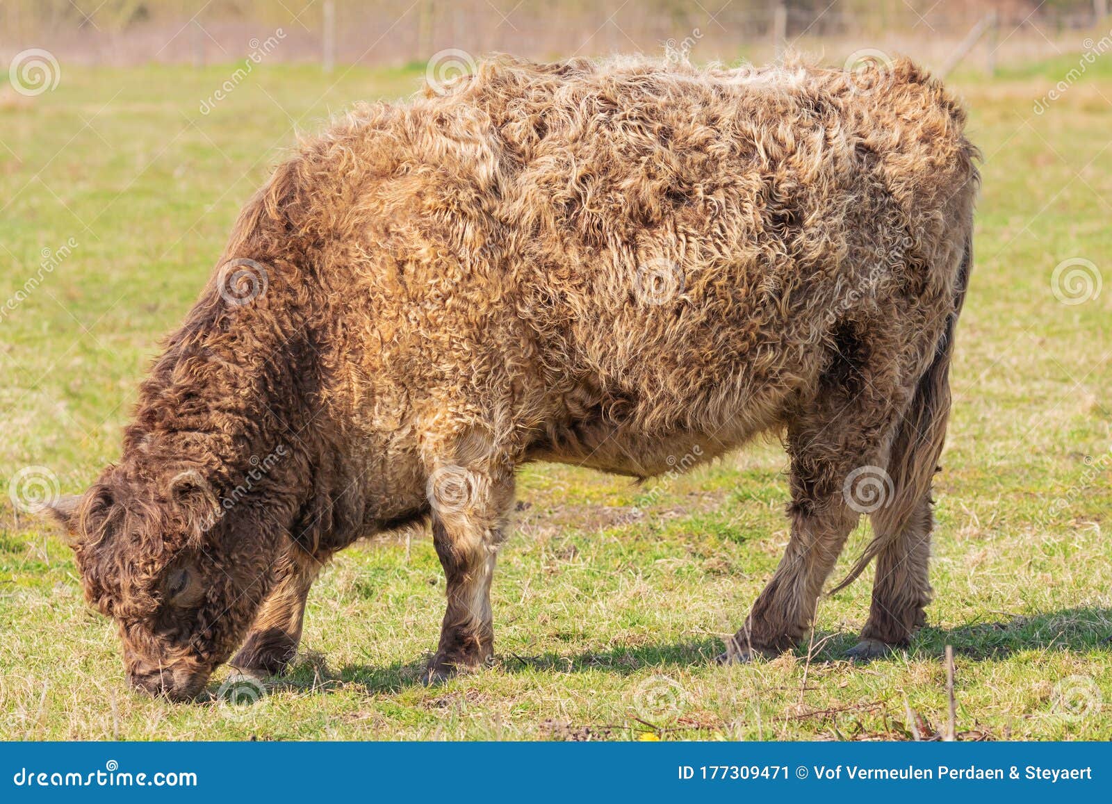 Side View of a Calf of a Highland Cow Stock Image - Image of tourism ...