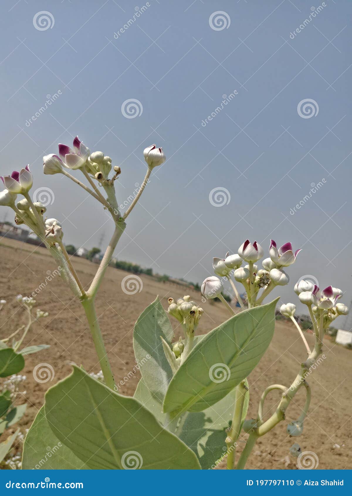 Side View of Calotropis Procera / Apple of Sodom Plant Flowers in Open ...