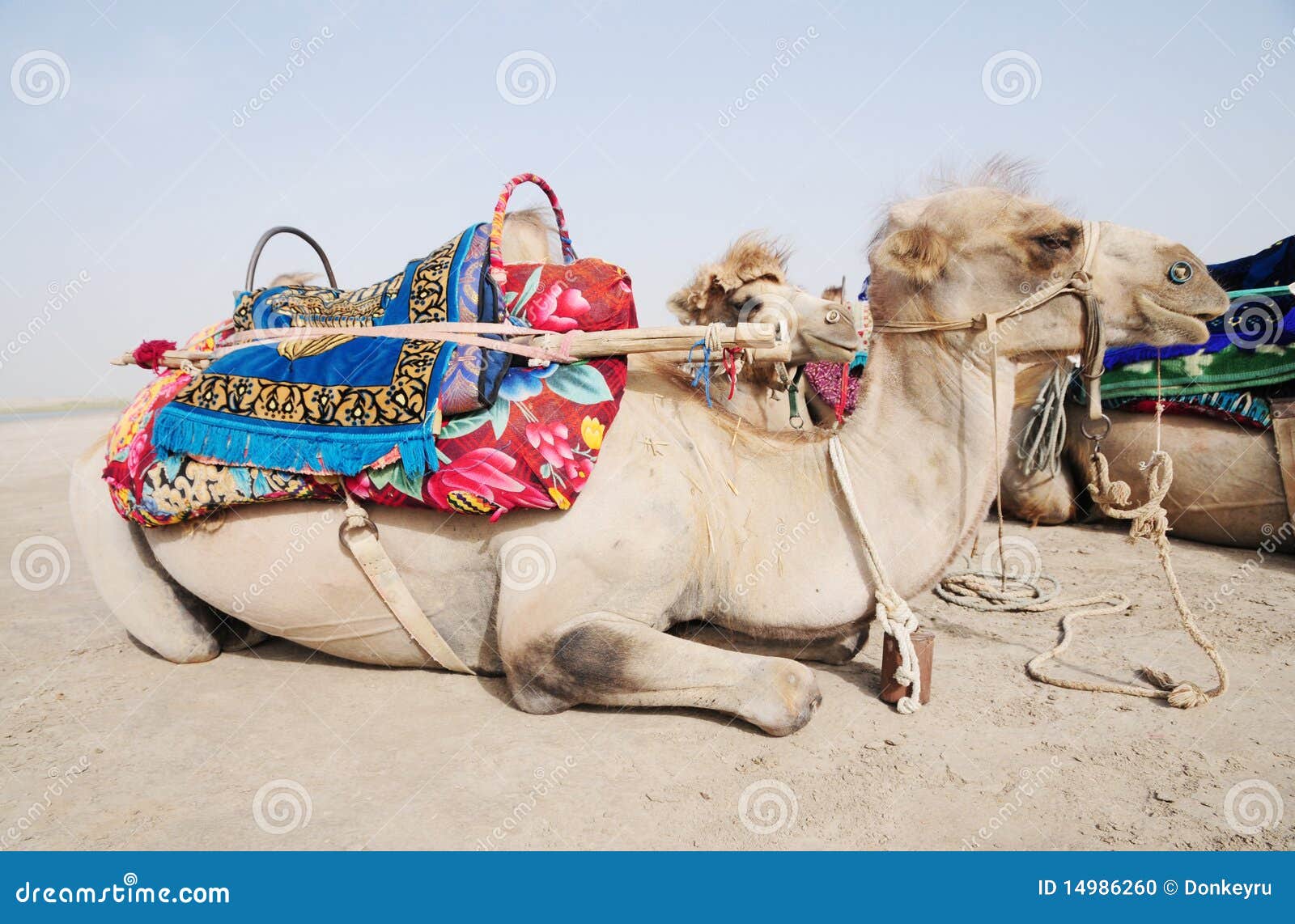 Side view of a camel stock photo. Image of cushion, sand - 14986260