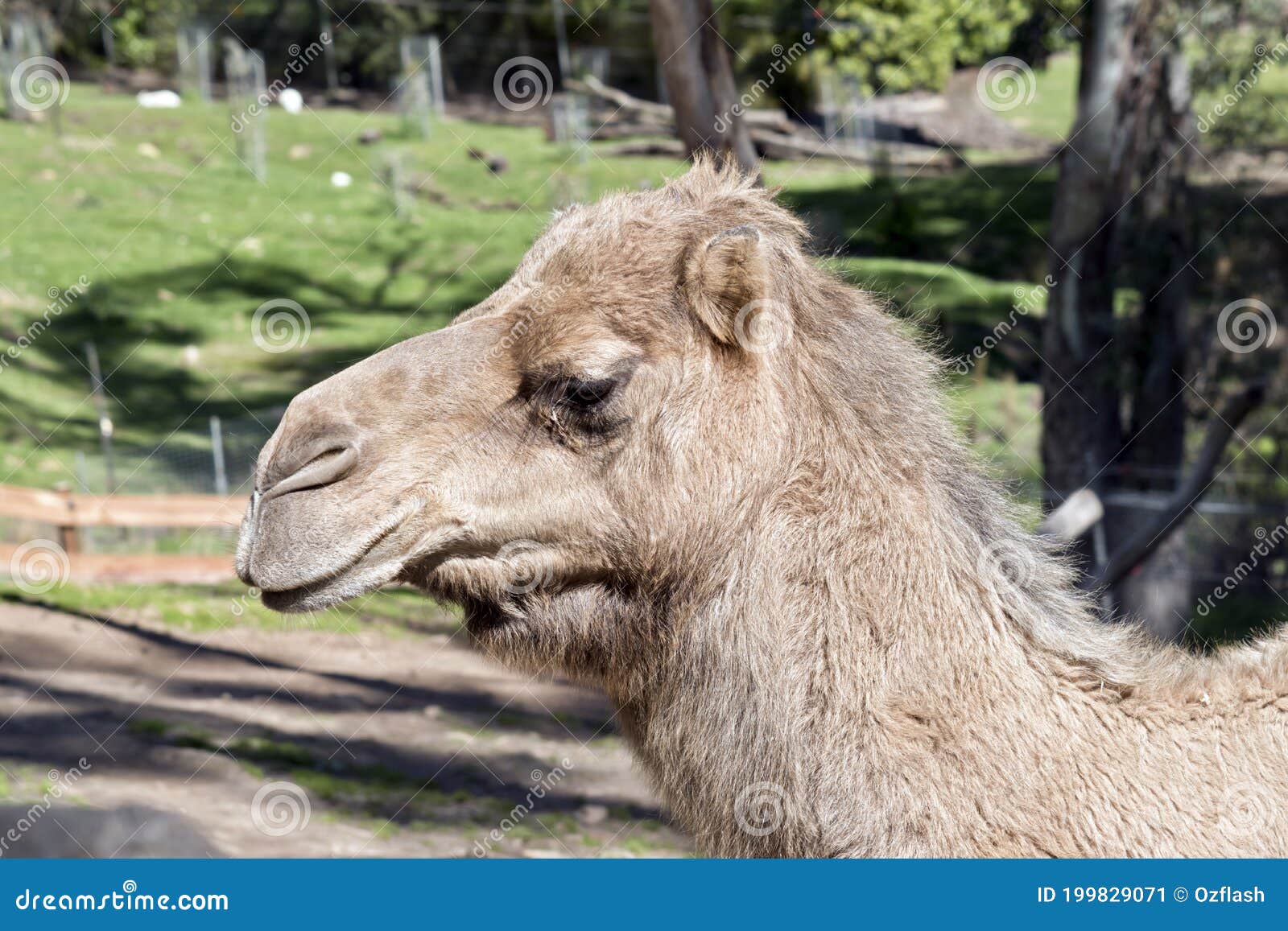 This is a Side View of a Camel Stock Image - Image of hairy, wildlife ...