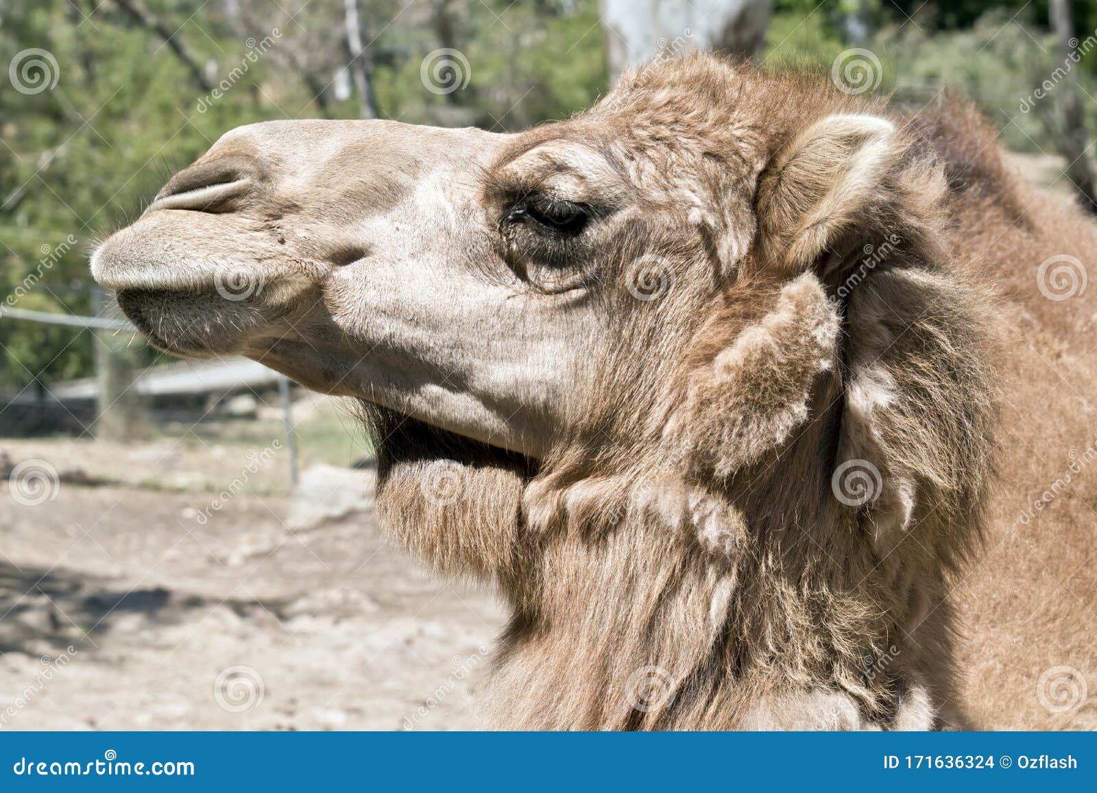 This is a Close Up of a Camel Stock Photo - Image of nature, nostrils ...