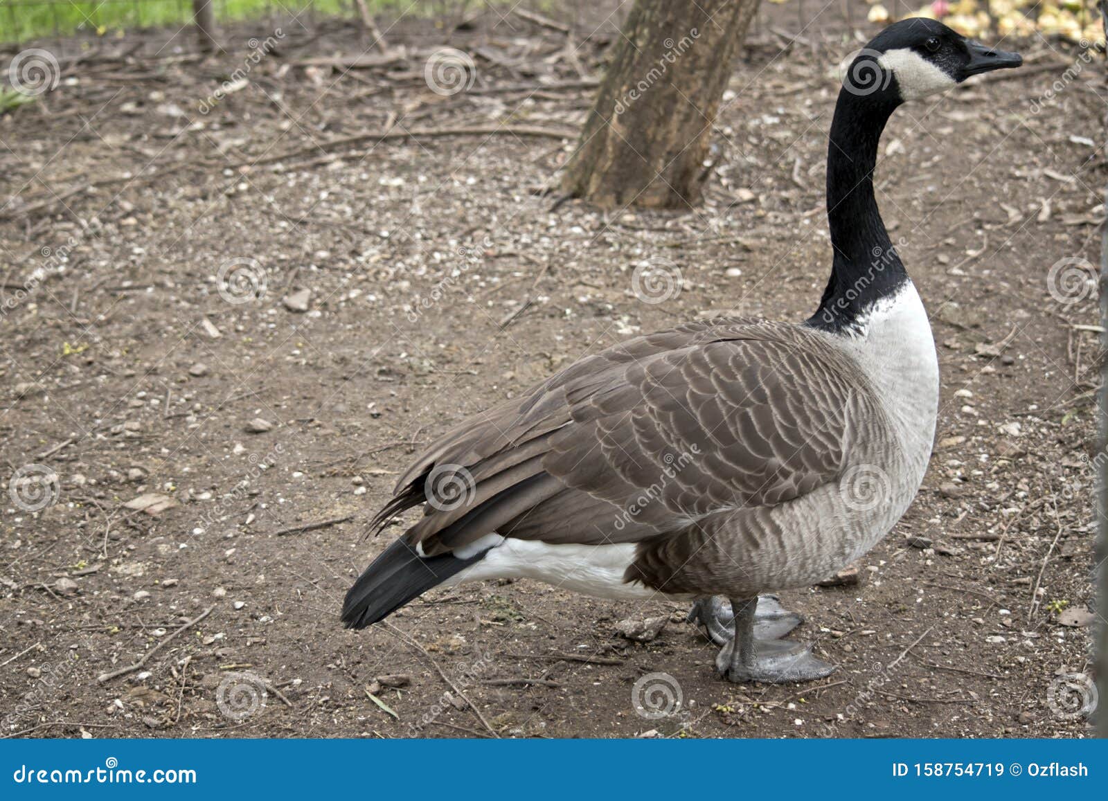 This is a Side View of a Canadian Goose Stock Image - Image of feather ...