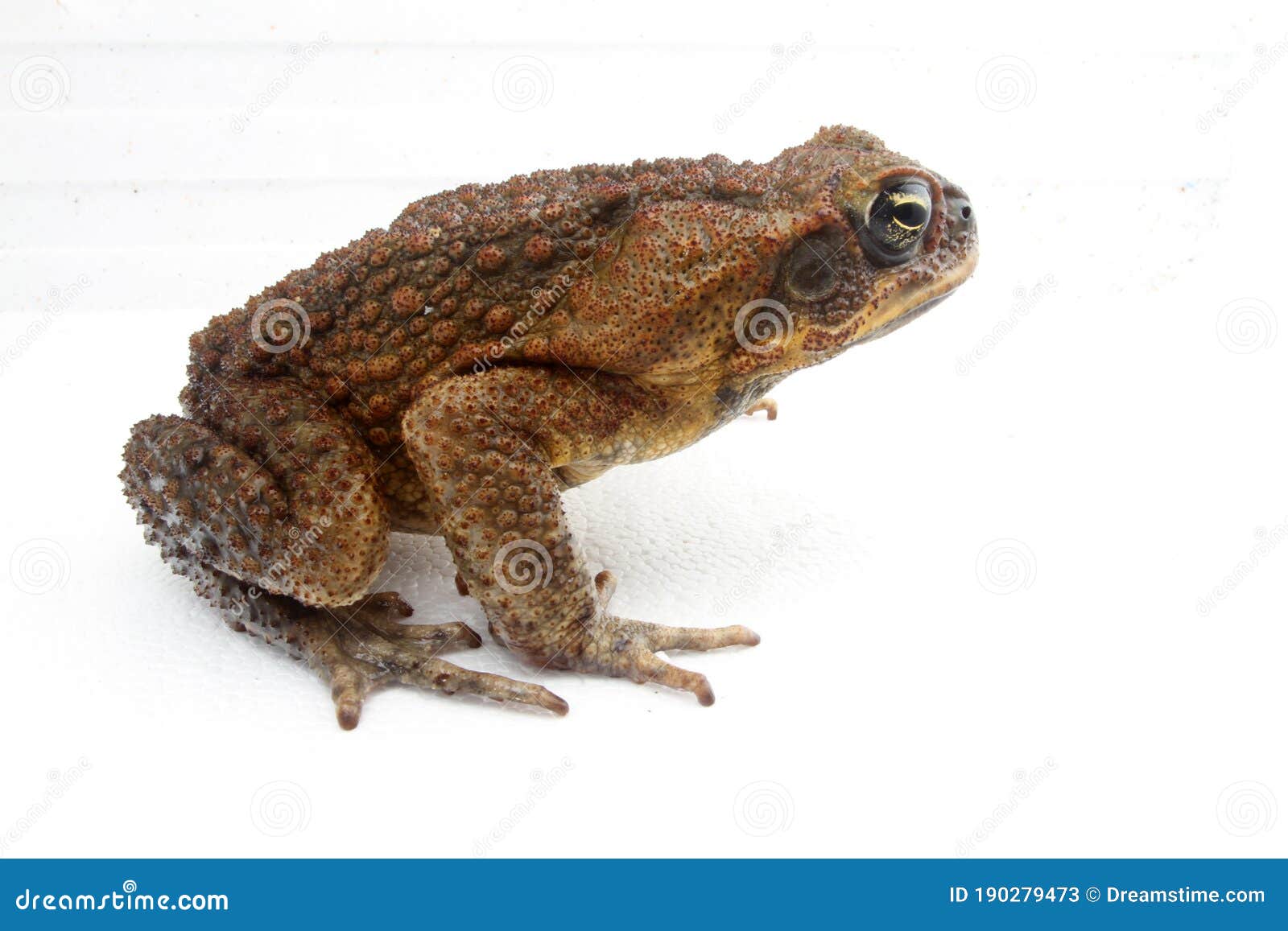 Poison Cane Toad Royalty-Free Stock Photography | CartoonDealer.com ...
