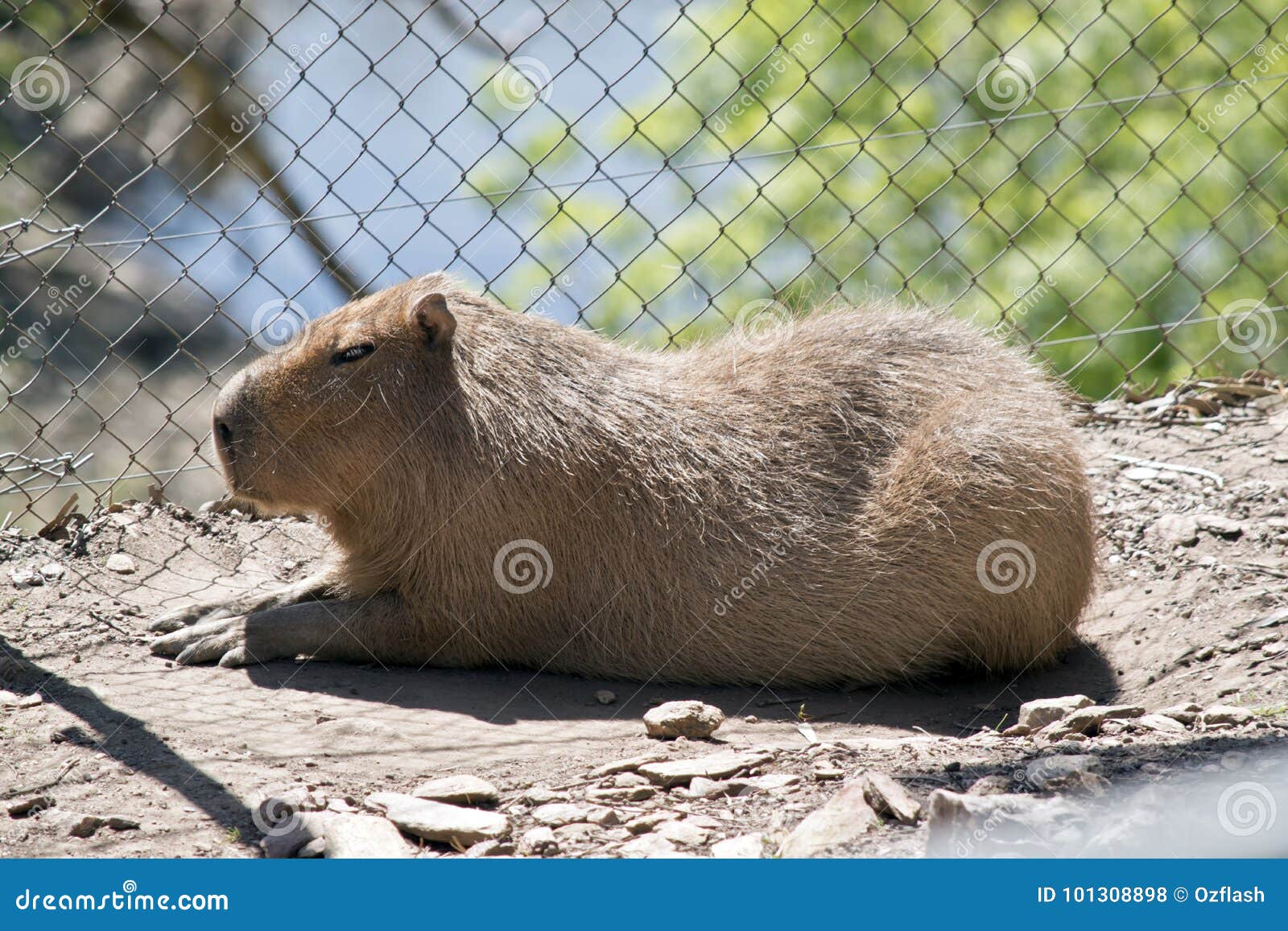 Capybara stock photo. Image of view, america, south - 101308898