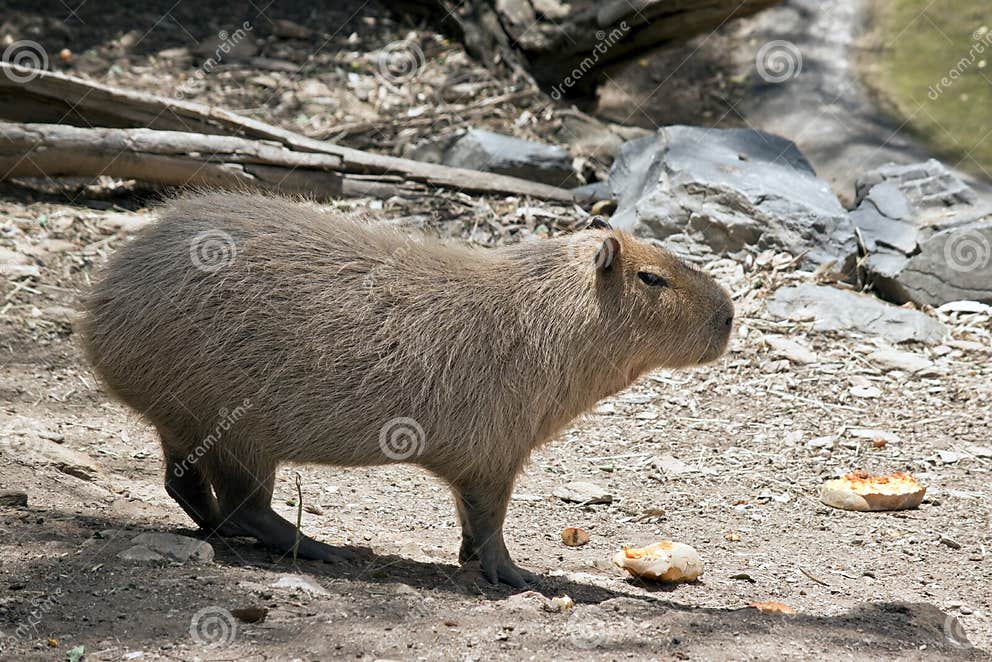 Capybara side view stock photo. Image of brown, small - 108421020