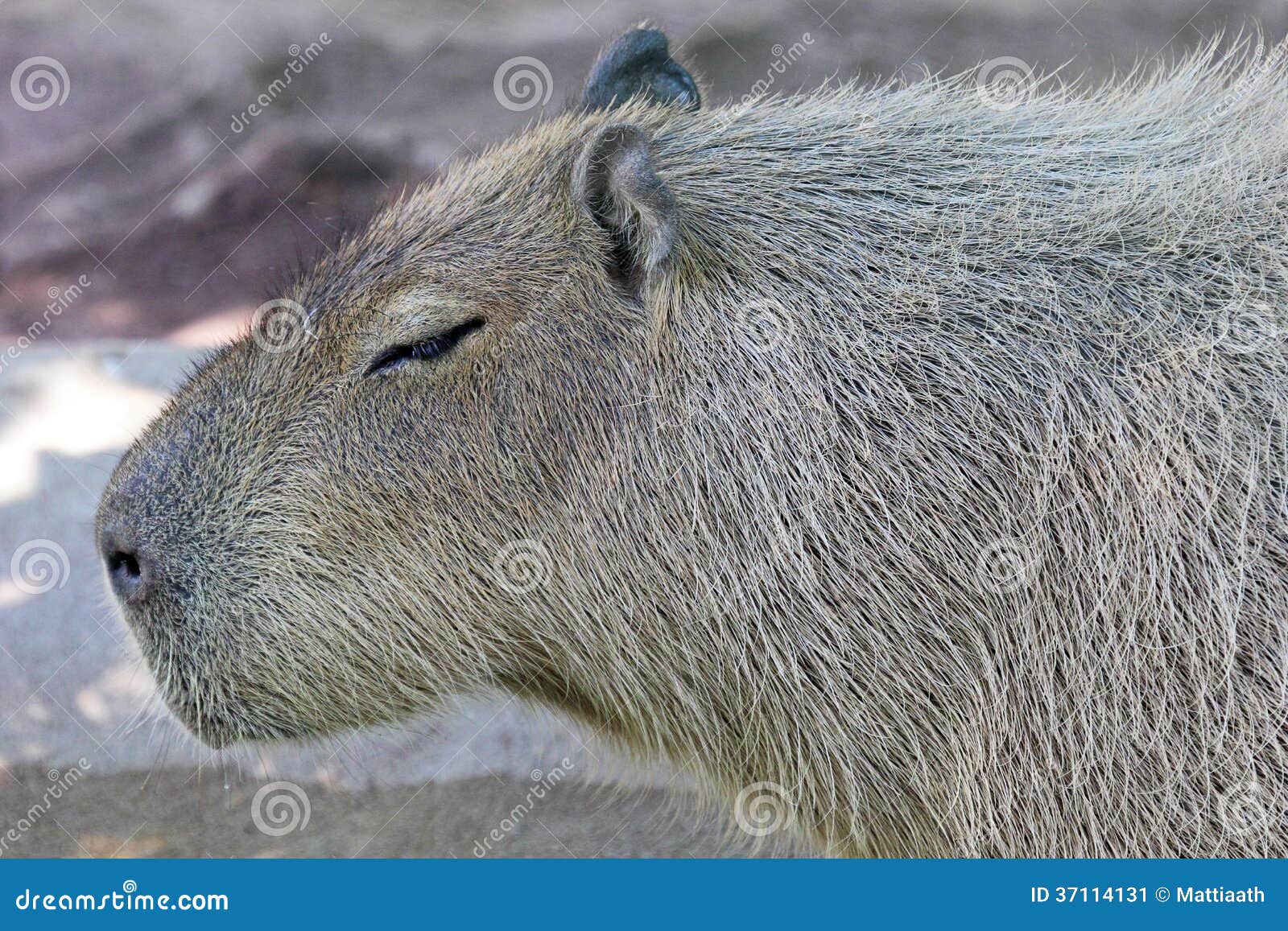 Capybara Side View Stock Image | CartoonDealer.com #108911311
