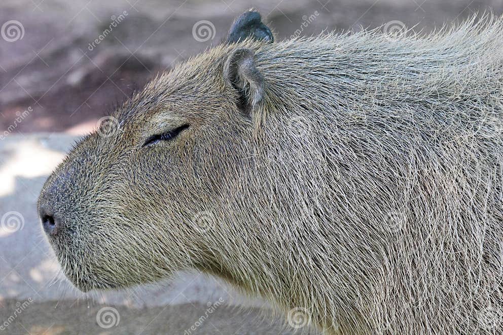 Side view of a capybara stock image. Image of muzzle - 37114131