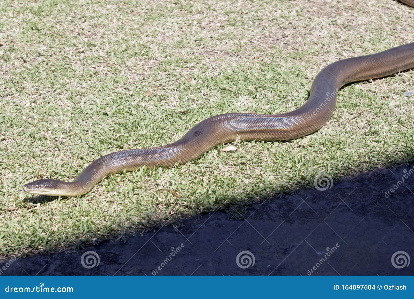 This is a Close Up of a Carpet Python Stock Photo - Image of deadly ...