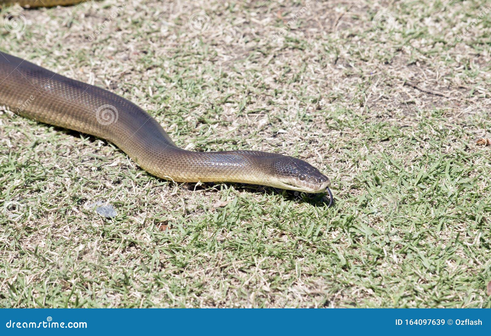 This is a Close Up of a Carpet Python Stock Image - Image of reptile ...