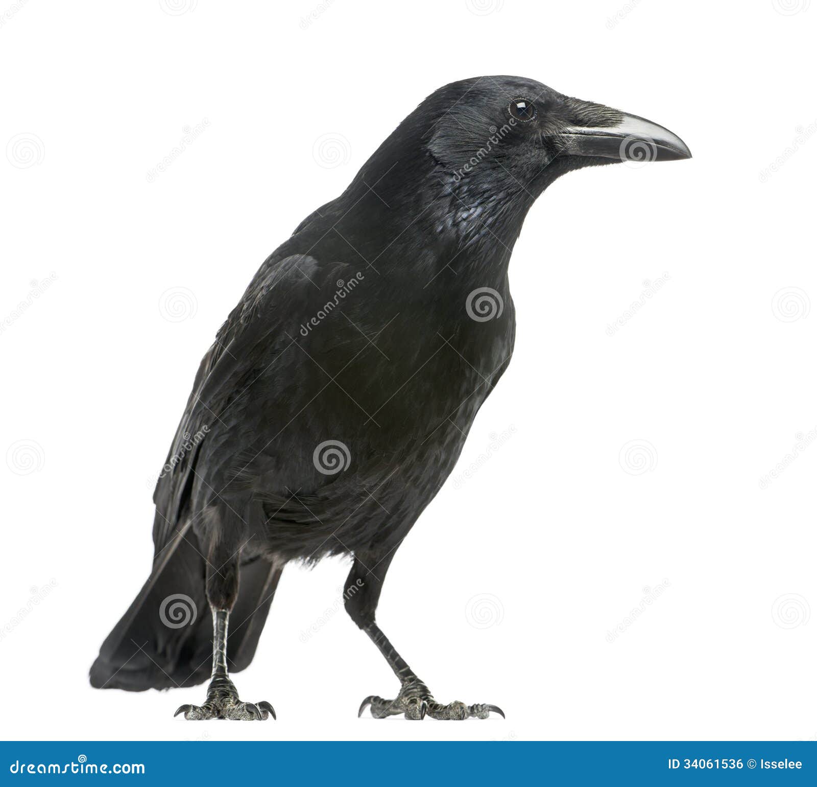 Side View Of A Carrion Crow, Corvus Corone, Isolated Royalty-Free Stock ...