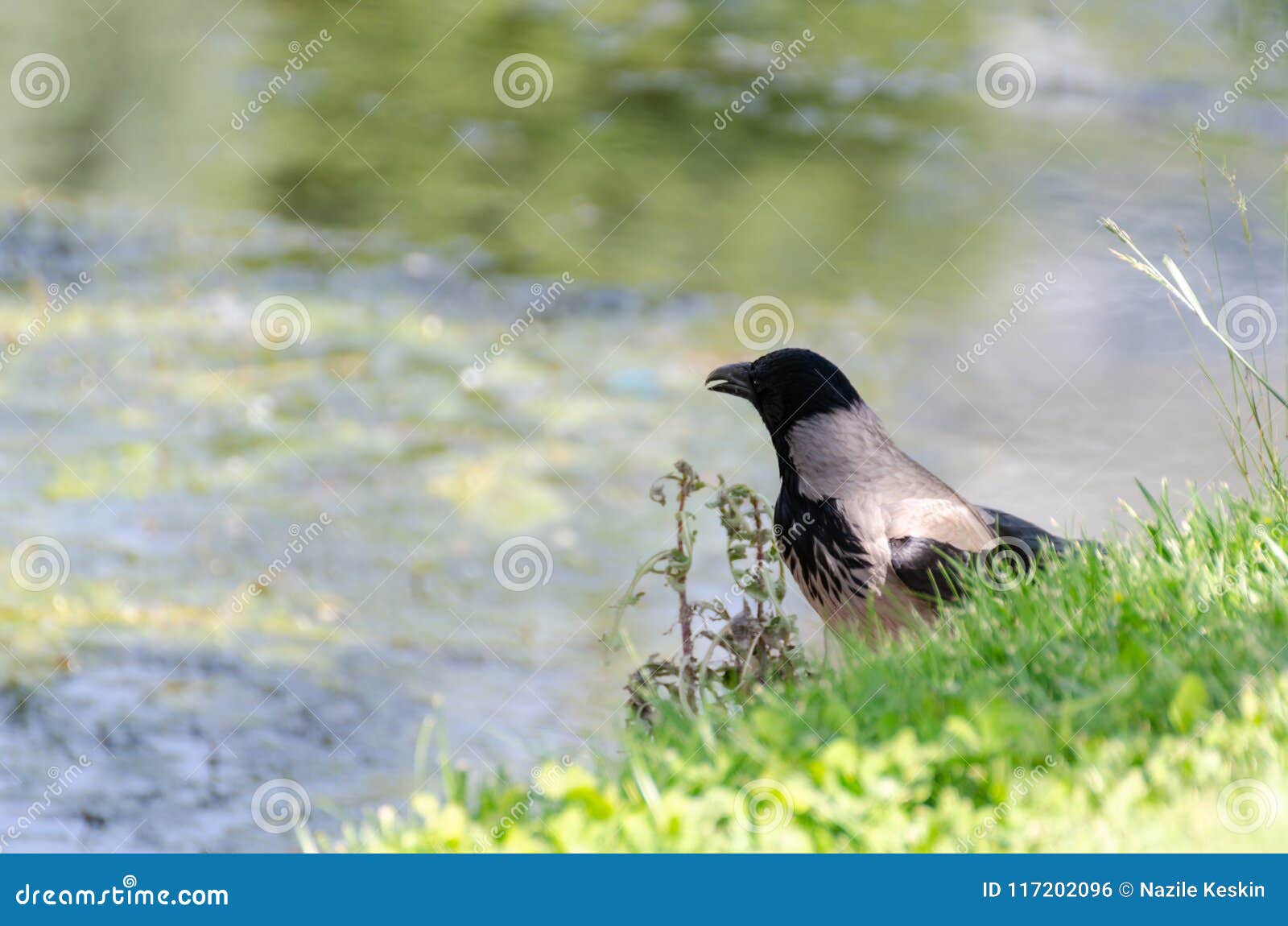 Side View of a Carrion Crow, Corvus Corone, Stock Photo - Image of ...