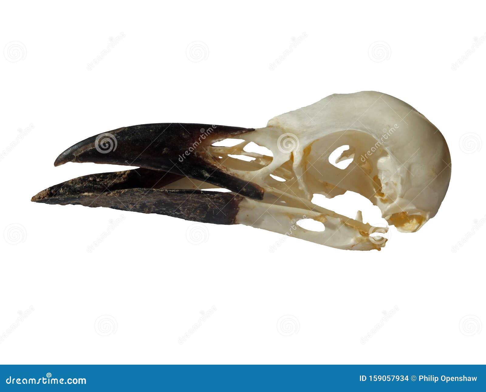 Side View of a Carrion Crow Skull with Open Beak on a White Background ...