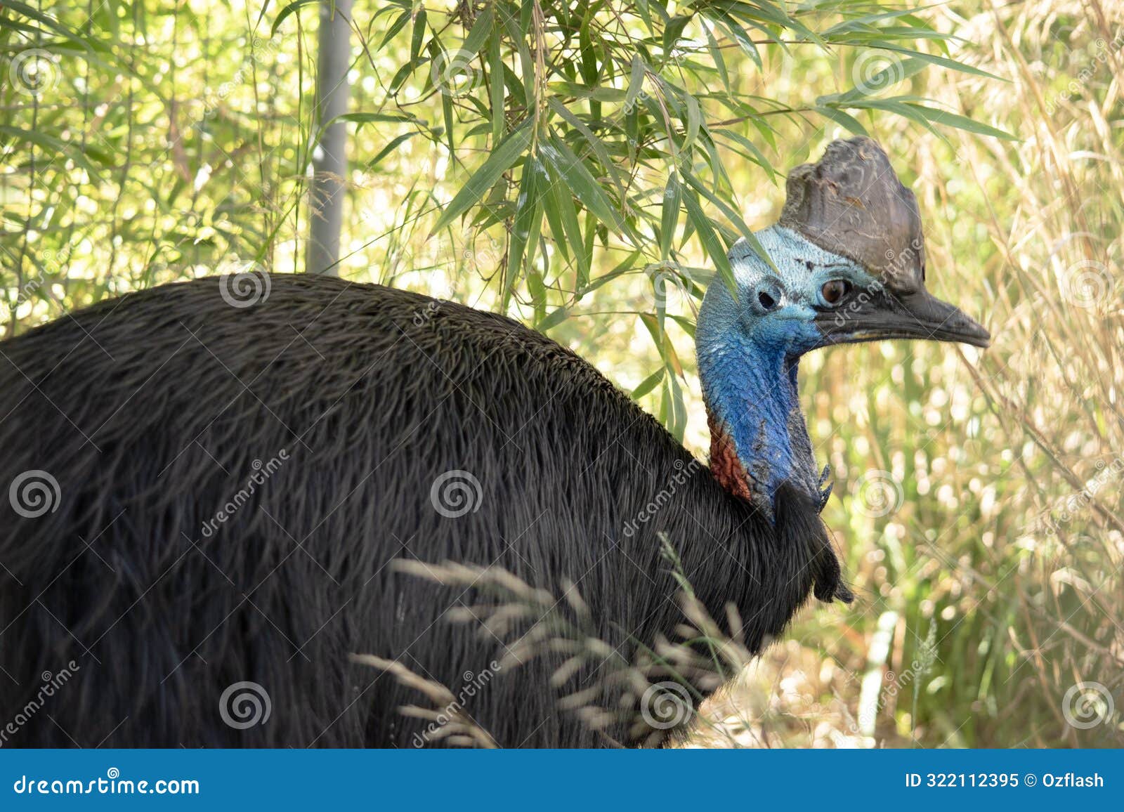 This is a Side View of a Cassowary Stock Image - Image of tail, native ...