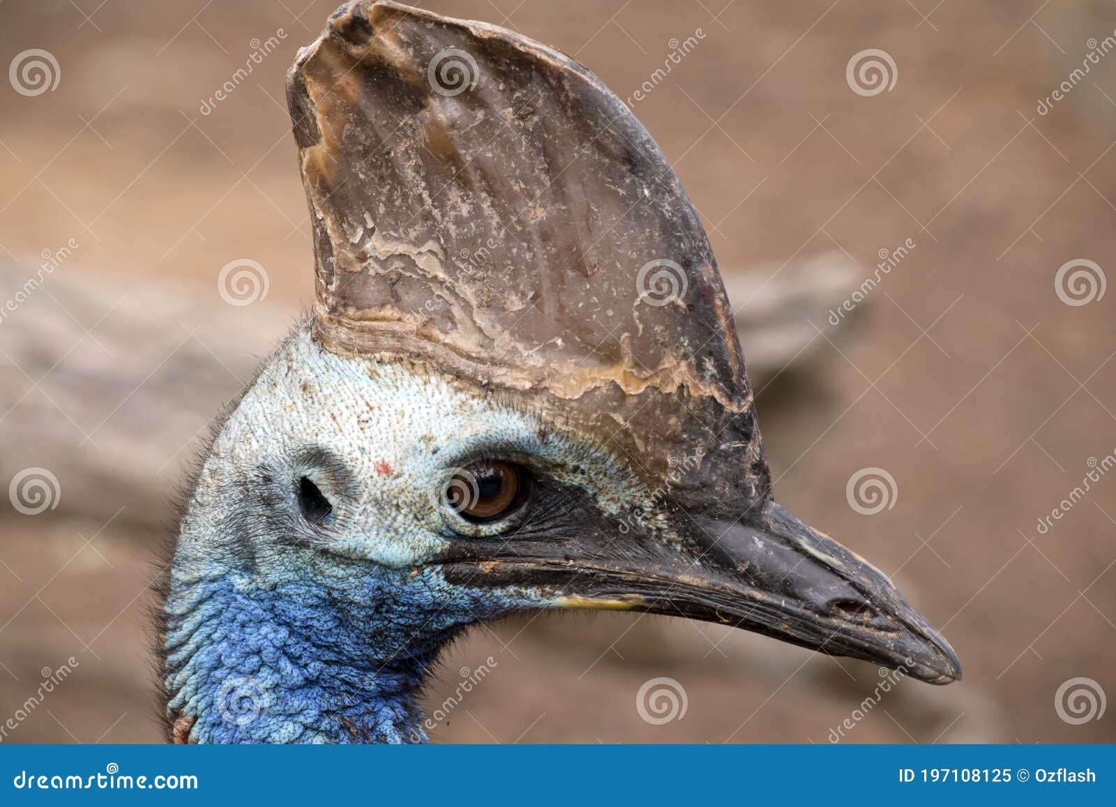 This is a Side View of a Cassowary Stock Image - Image of black, tail ...