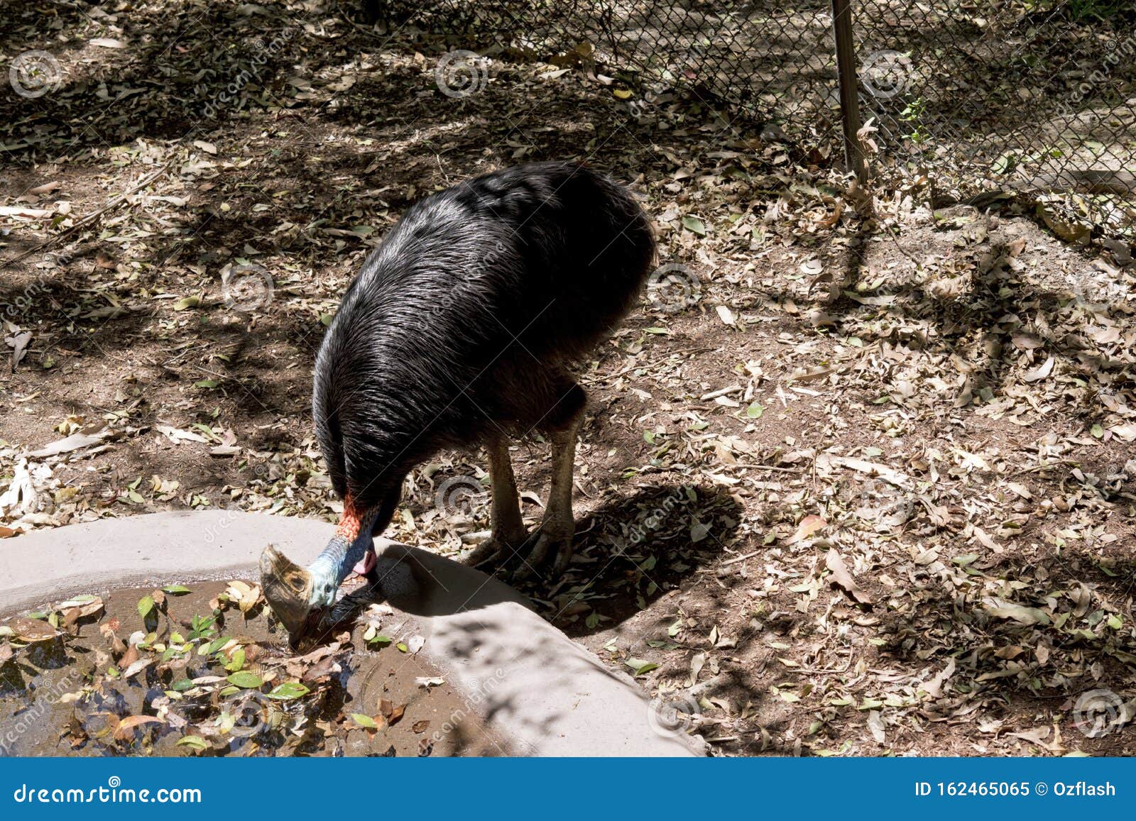 This is a Side View of a Cassowary Stock Image - Image of bird, plumage ...