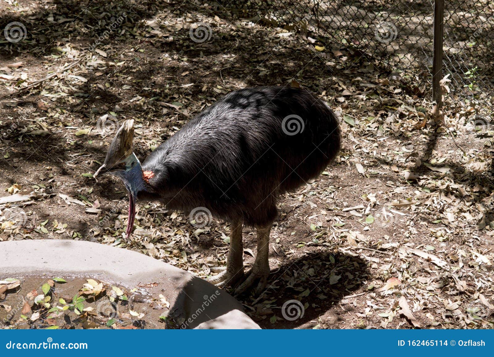 This is a Side View of a Cassowary Stock Photo - Image of blue, large ...