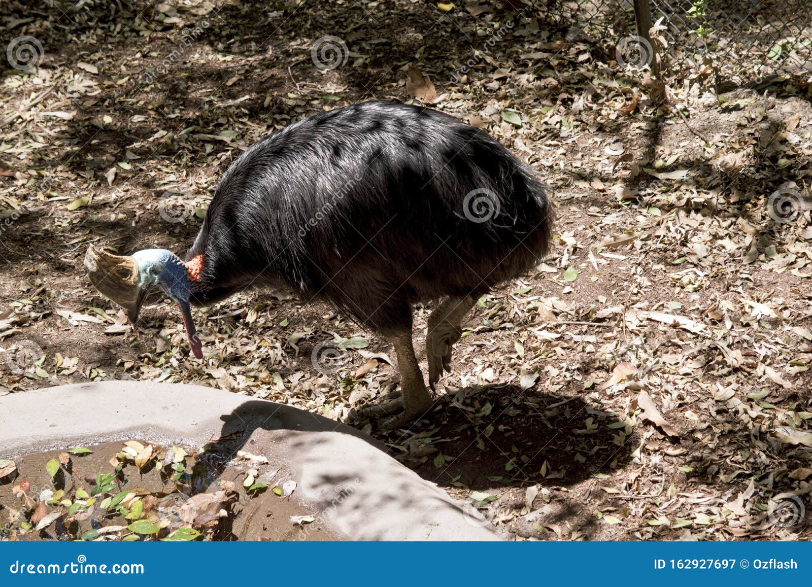 This is a Side View of a Cassowary Stock Image - Image of blue, lump ...