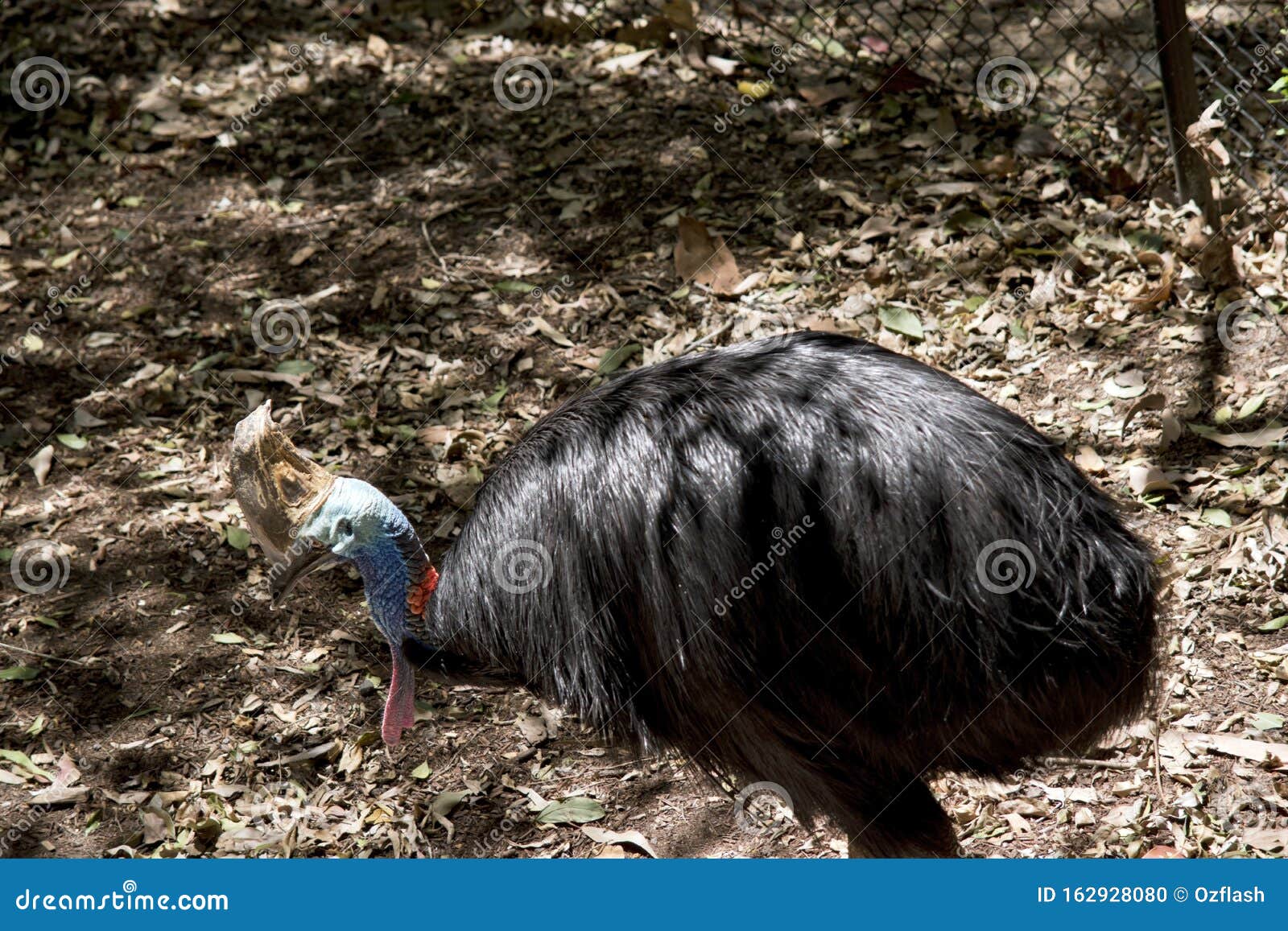 This is a Side View of a Cassowary Stock Photo - Image of helmet, bird ...