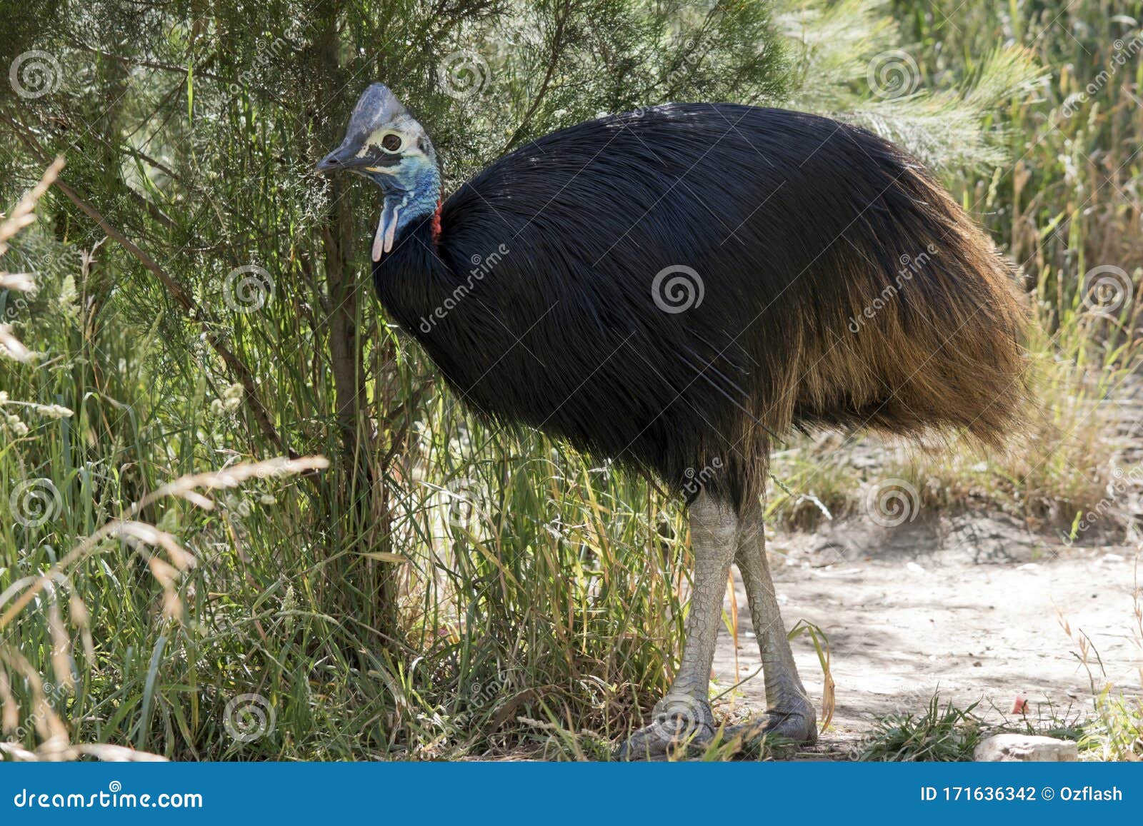 This is a Side View of a Cassowary Stock Photo - Image of blue, strong ...
