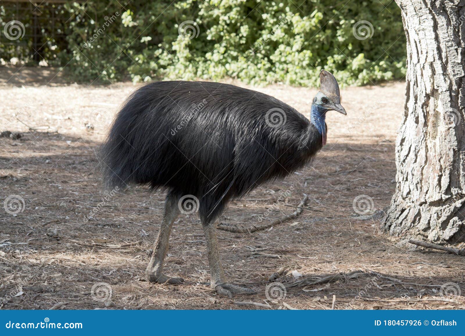This is a Side View of a Cassowary Stock Photo - Image of feather ...