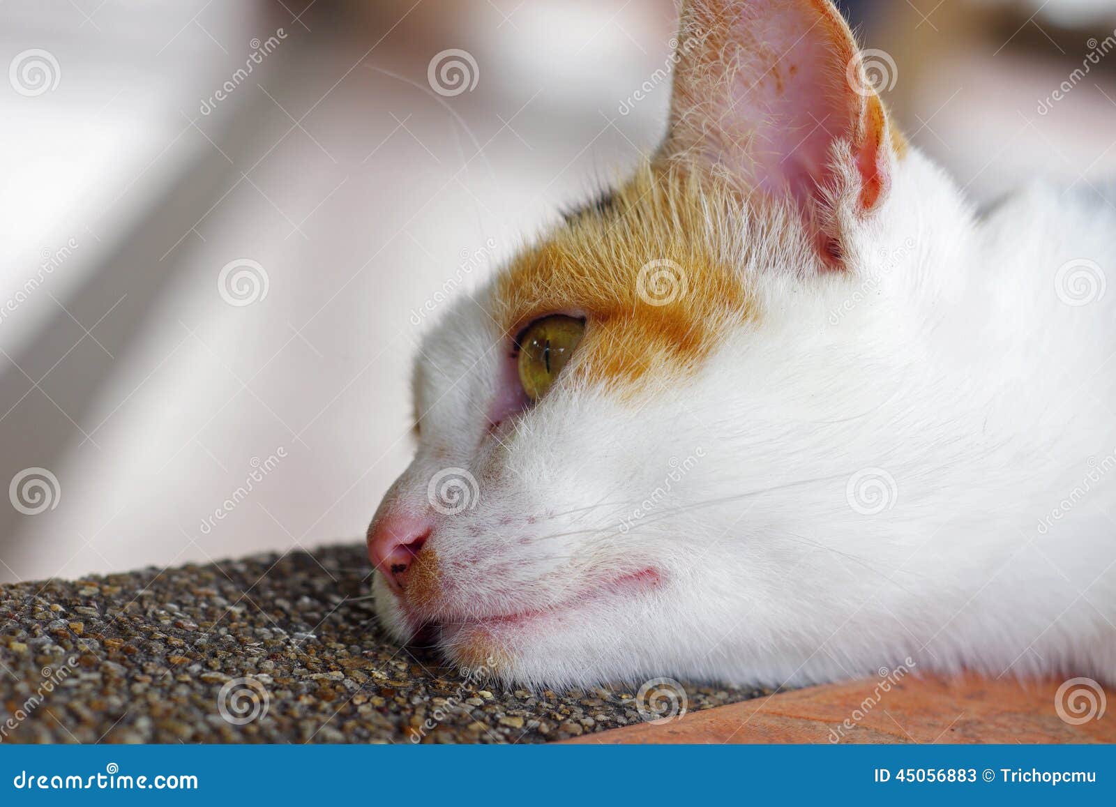Side view of the cat head stock image. Image of pets - 45056883