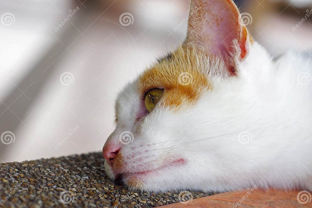 Side view of the cat head stock image. Image of pets - 45056883