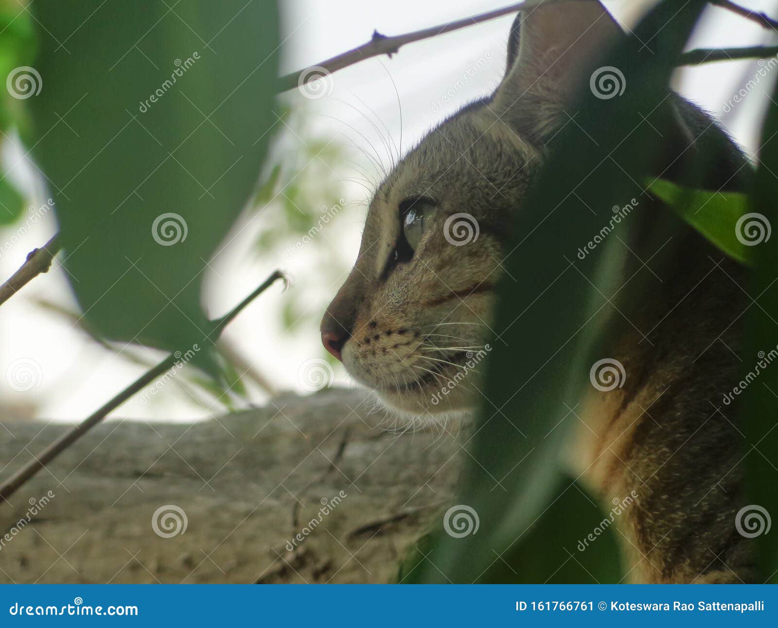 Side View Cat's Face Stock Photos - Download 1,637 Royalty Free Photos