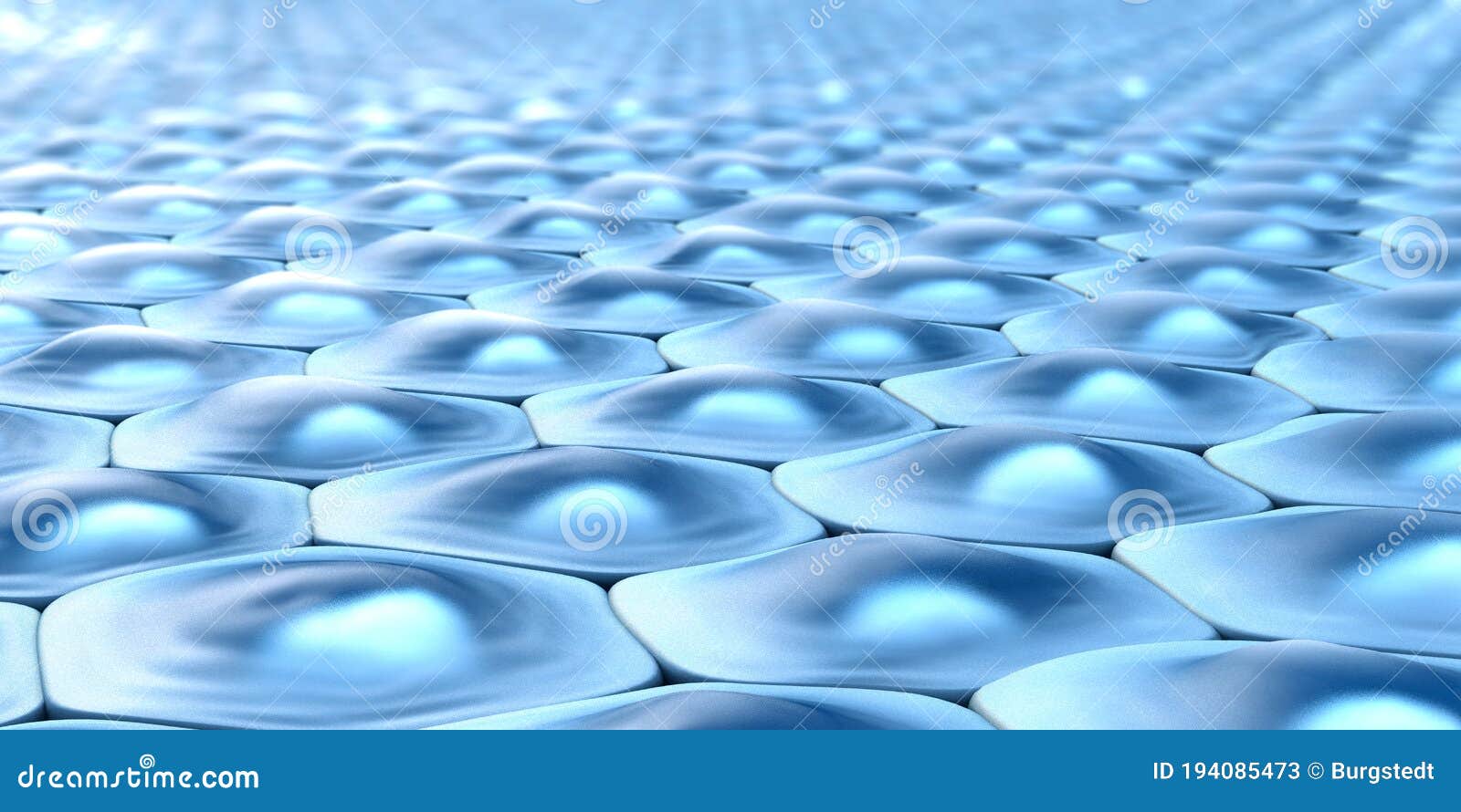 Side View of a Cell Pattern of Hexagonal Cells with Nuclei Stock ...