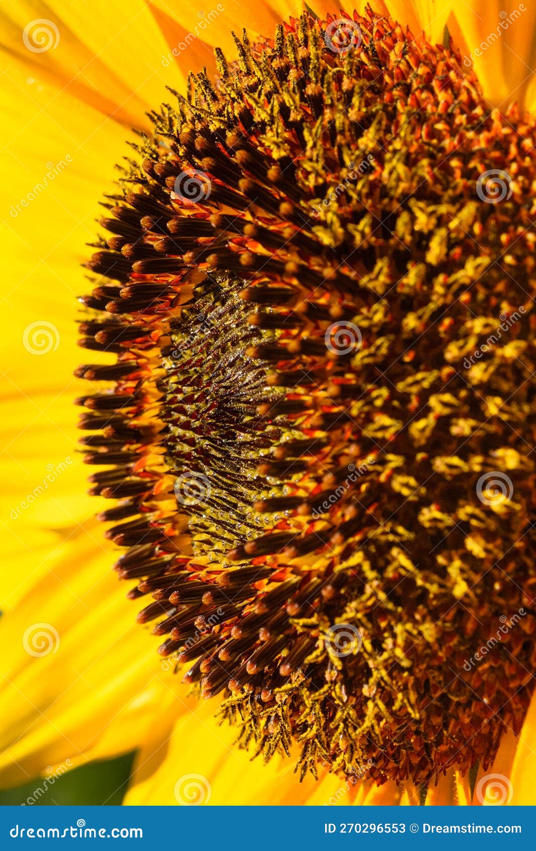Side View of Center of Sunflower Stock Image - Image of flower ...
