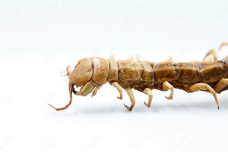 Side View of Centipede while Walking on White Background Stock Image ...