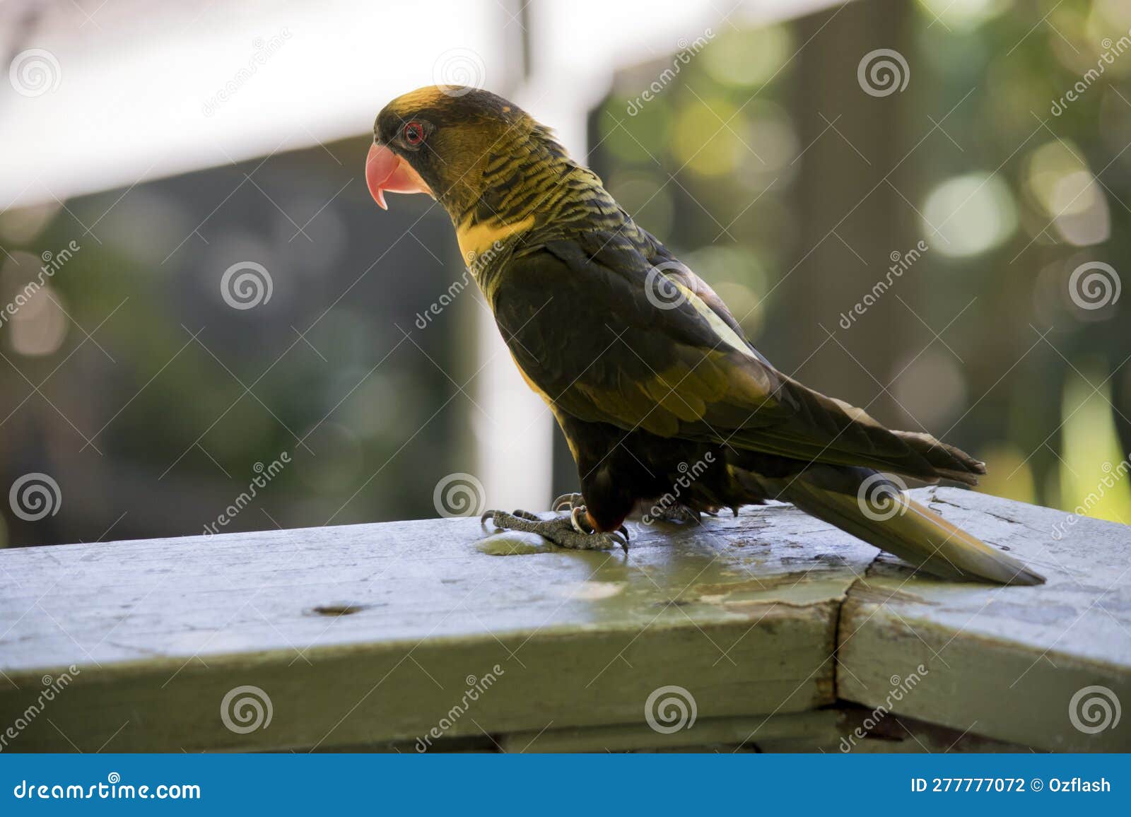 This is a Side View of a Chattering Lory Stock Photo - Image of close ...
