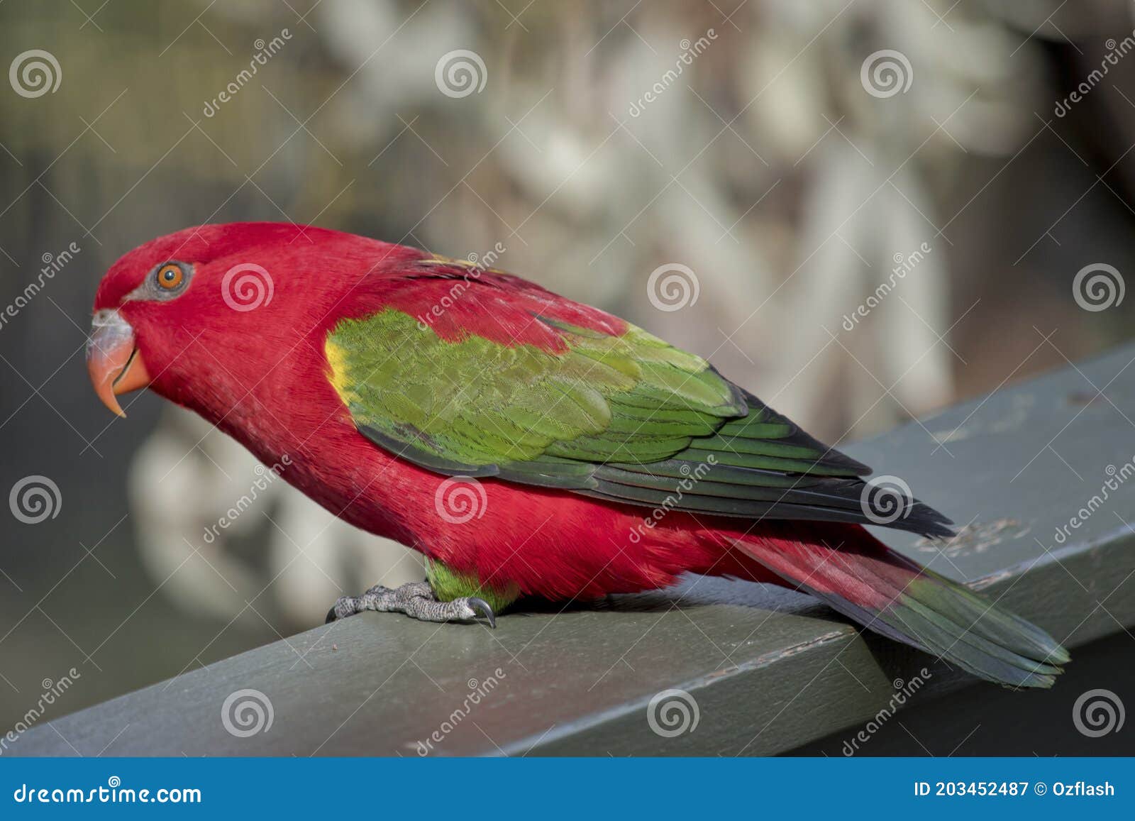This is a Side View of a Chattering Lory Stock Image - Image of ...