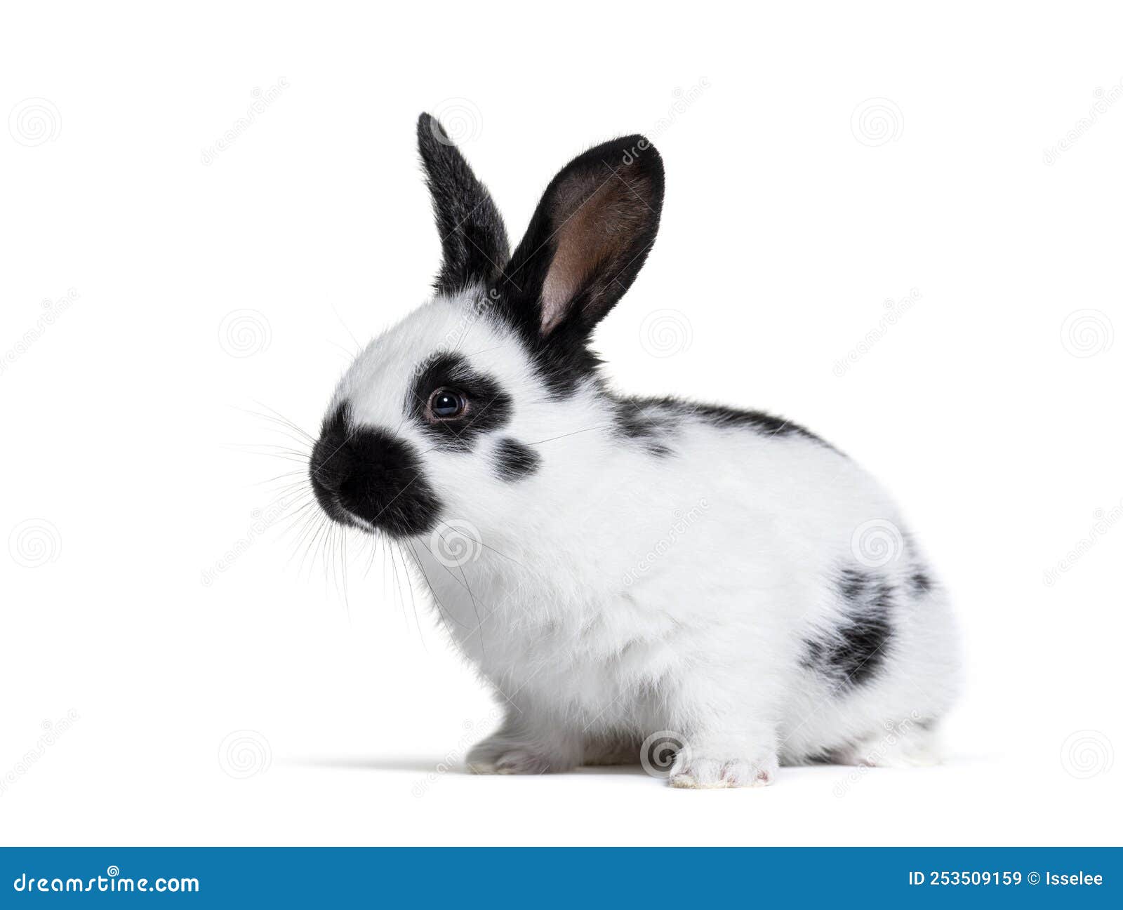 Side View of a Checkered Giant Rabbit Bunny Stock Image - Image of ...