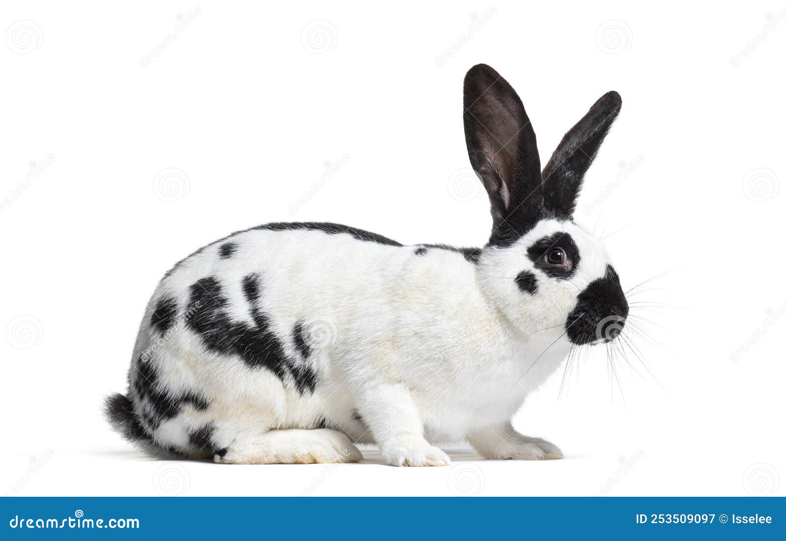 Side View of a Checkered Giant Rabbit, Isolated Stock Image - Image of ...