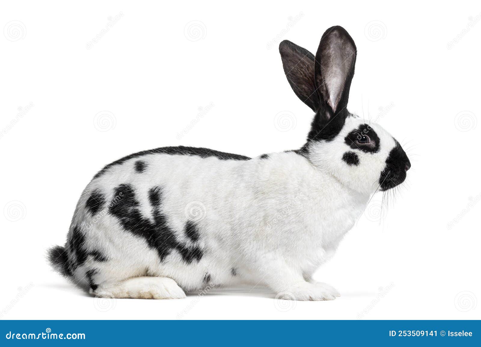 Side View of a Checkered Giant Rabbit, Isolated Stock Image - Image of ...