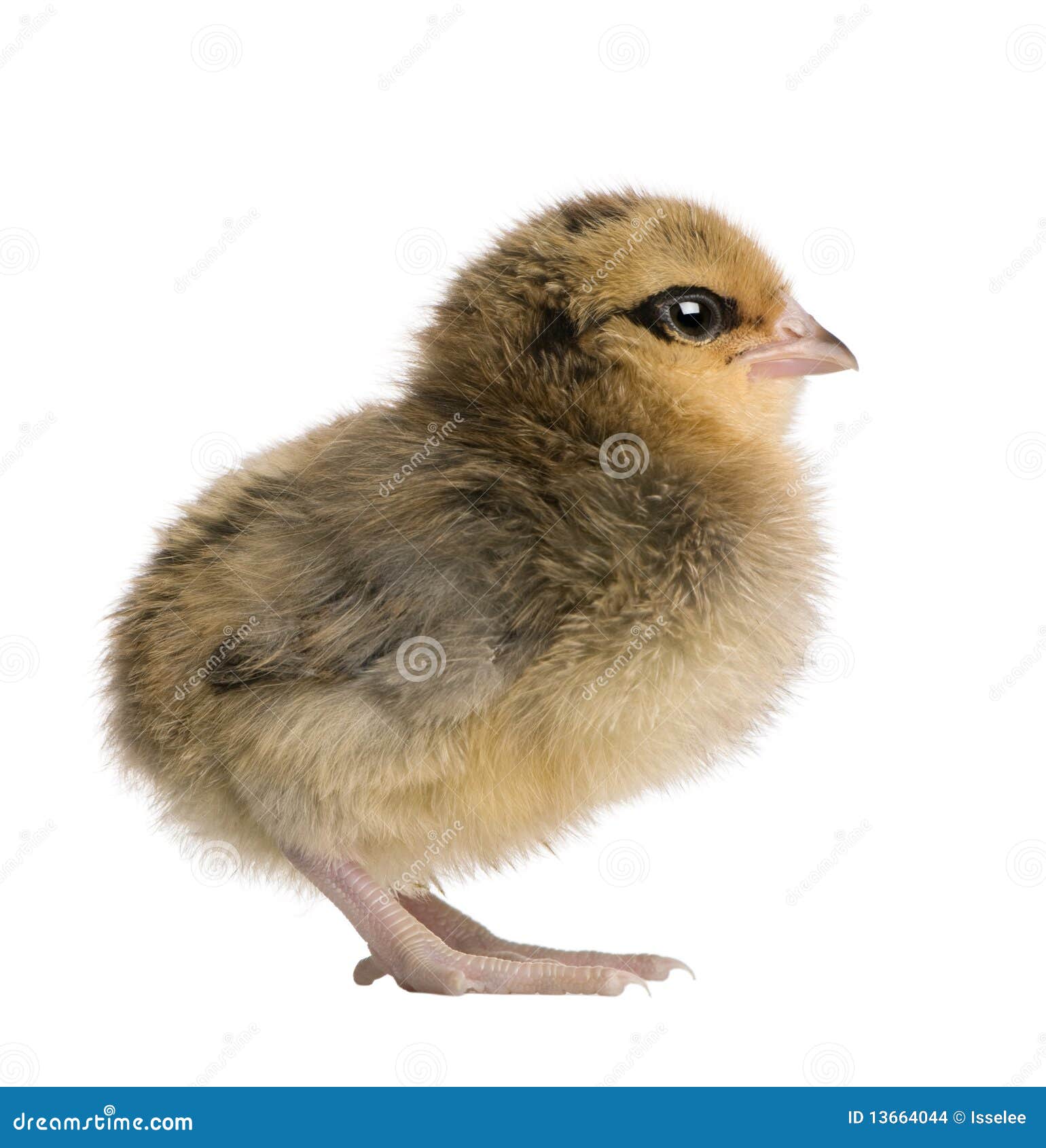 Side View Of Chick, Standing Stock Images - Image: 13664044