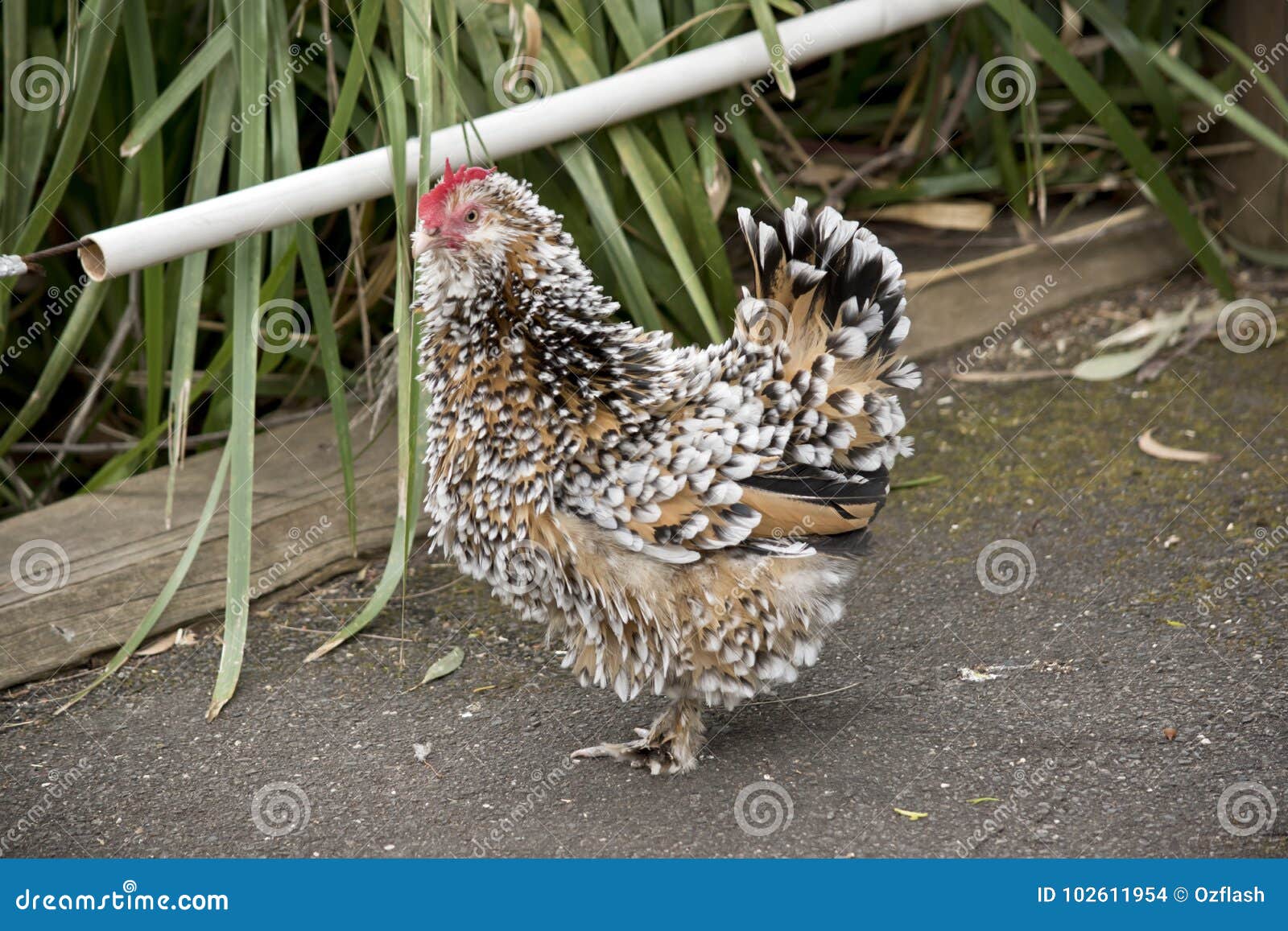 Side view of a chicken stock photo. Image of side, brown - 102611954