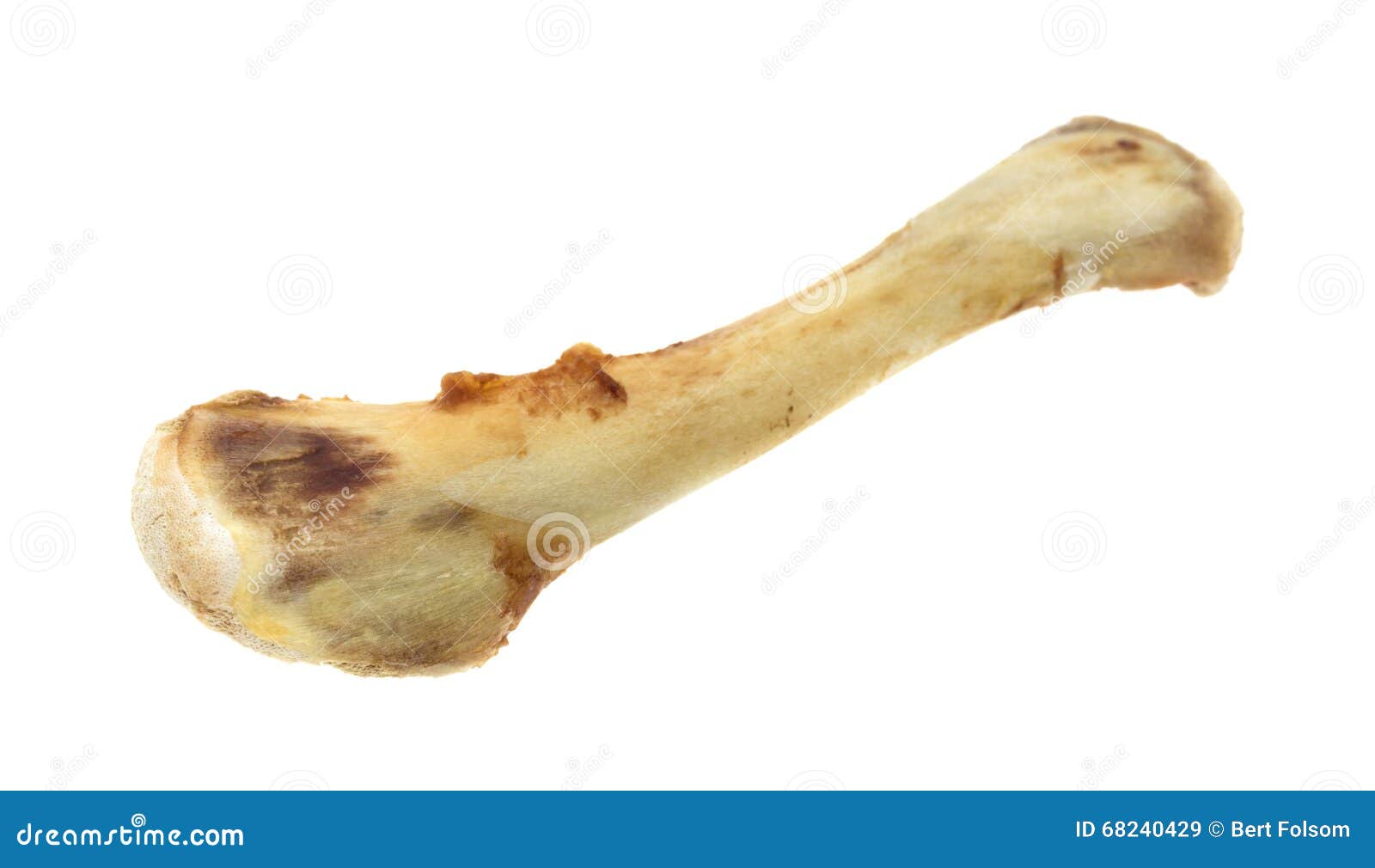 Side View of a Chicken Bone on a White Background Stock Image - Image ...