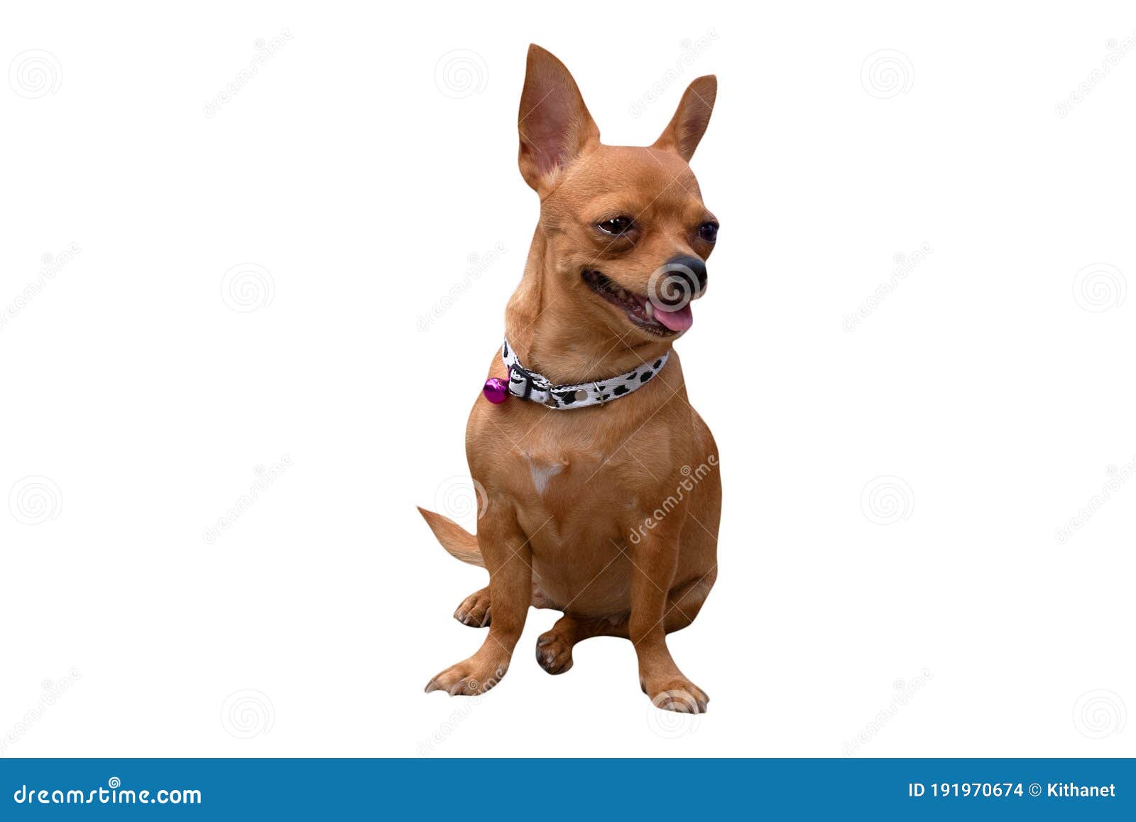 Side View of Chihuahua Dog or Small Dog on Stock Photo - Image of ...