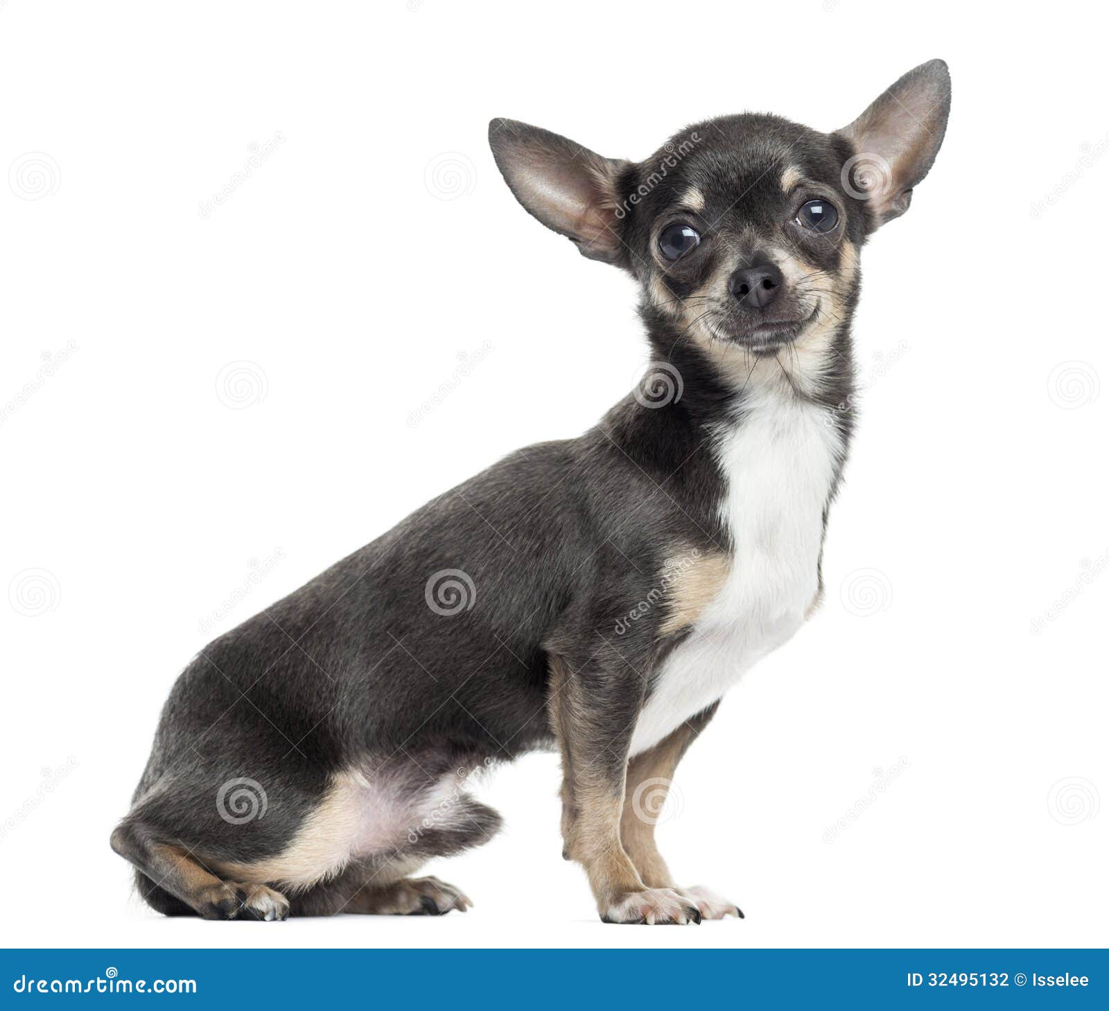 Side View of a Chihuahua, Isolated Stock Photo - Image of mammal, shot ...