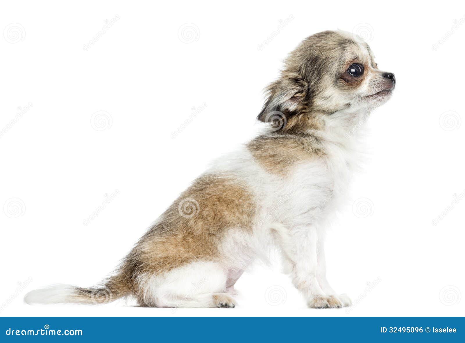 Side View of a Chihuahua Puppy, 5 Months, Isolated Stock Photo - Image ...