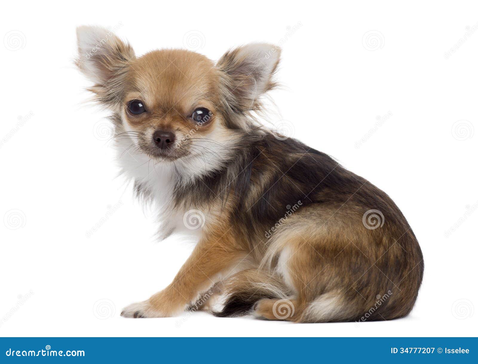 Side View of a Chihuahua Sitting, Looking at the Camera Stock Image ...