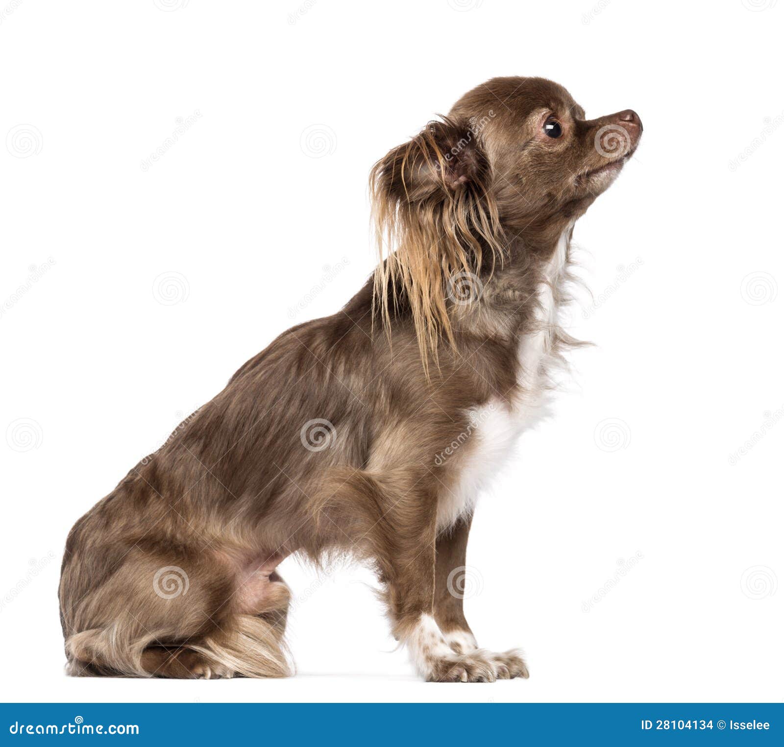 Side View of Chihuahua Sitting and Looking Up Stock Photo - Image of ...