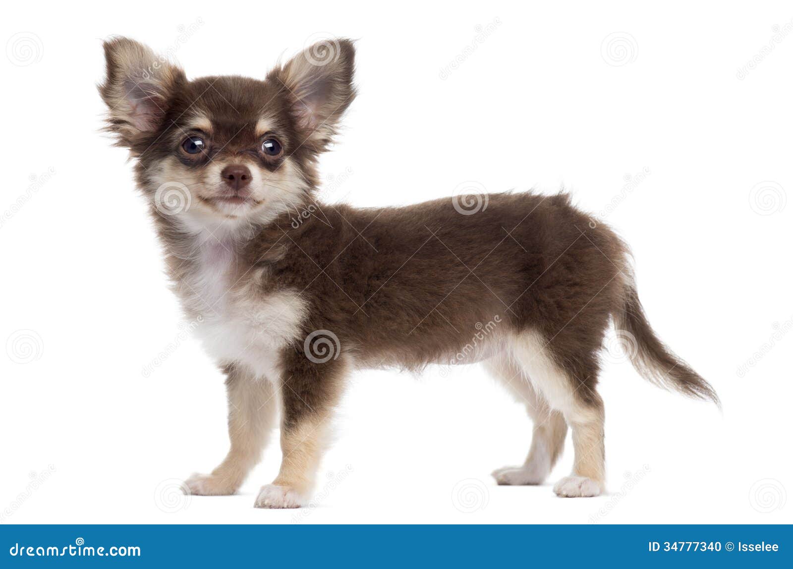 Side View of a Chihuahua Standing, Isolated Stock Photo - Image of ...
